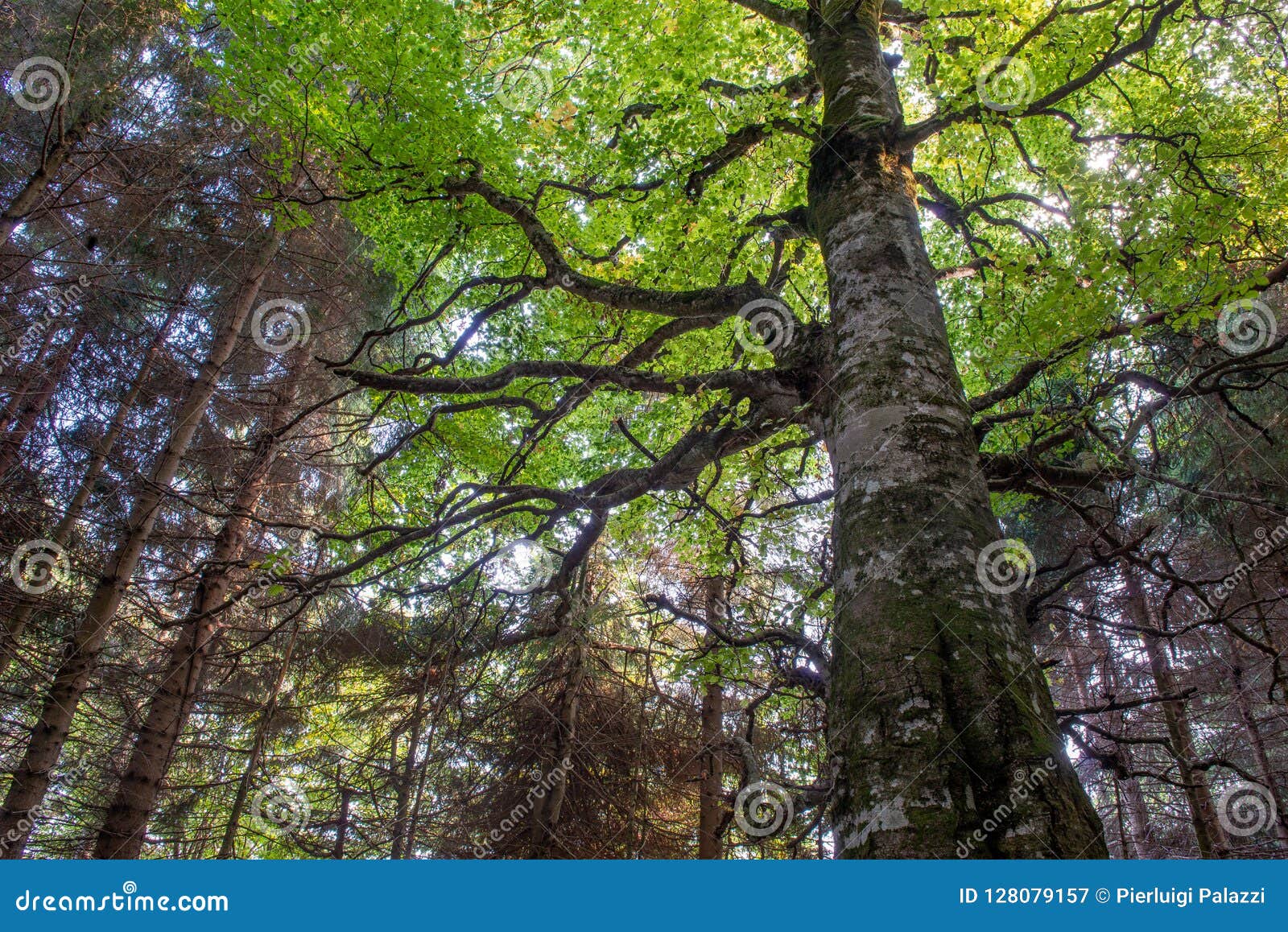 Forest with Tree Trunks Seen Stock Image - Image of evening, black ...
