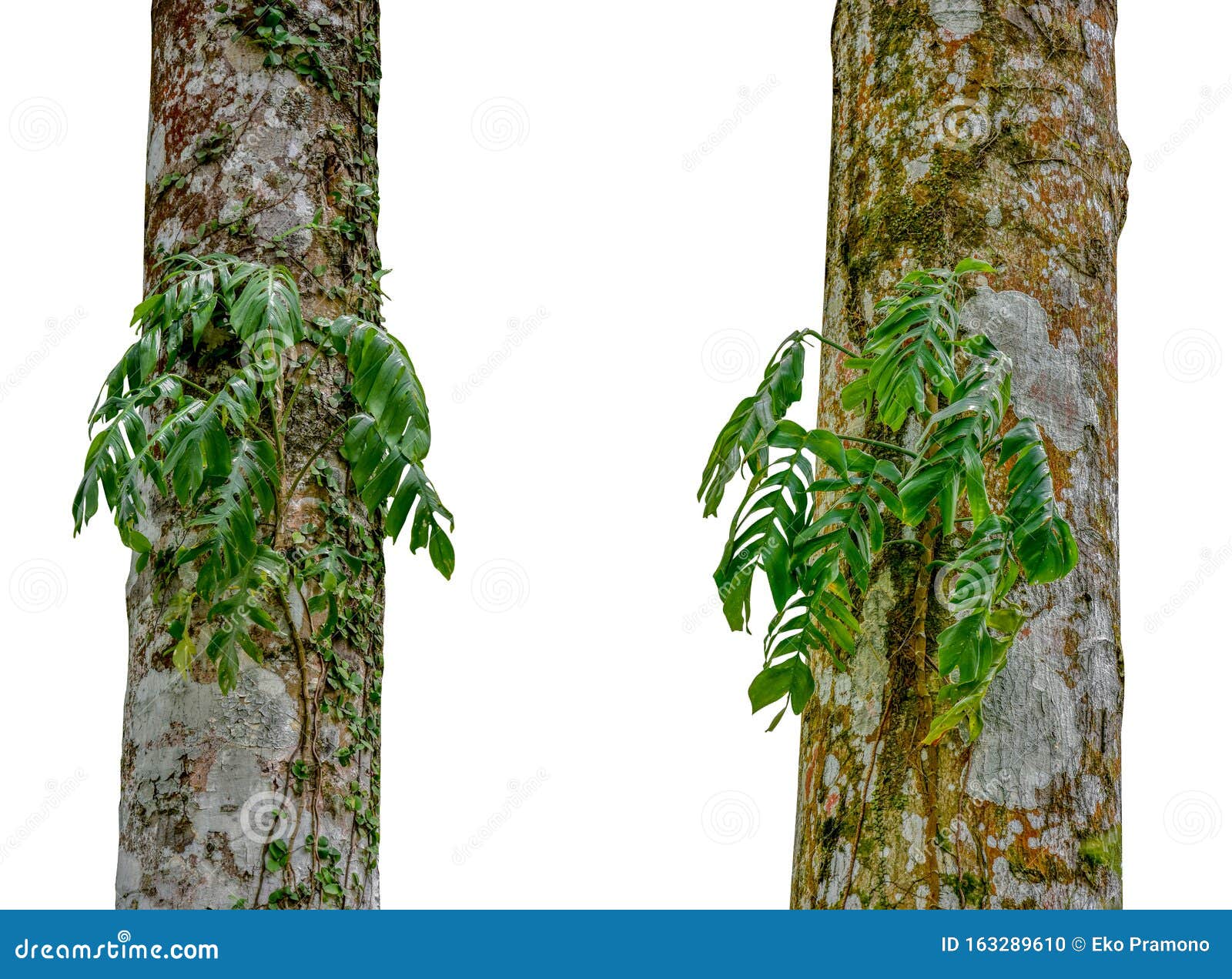 Forest Tree Trunks with Tropical Foliage Plants, Forming a Frame in ...