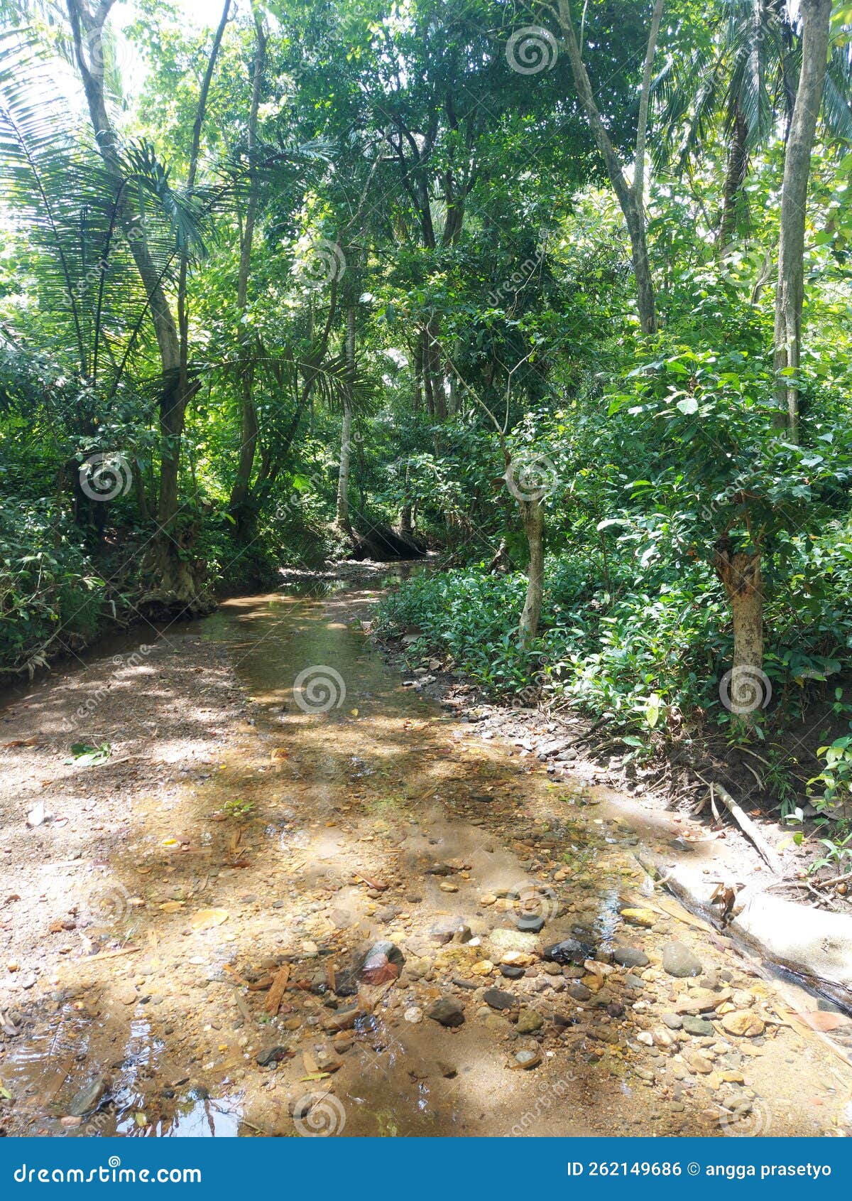 Forest Tree Water Jungle Rivers Photograph Stock Photo - Image of ...