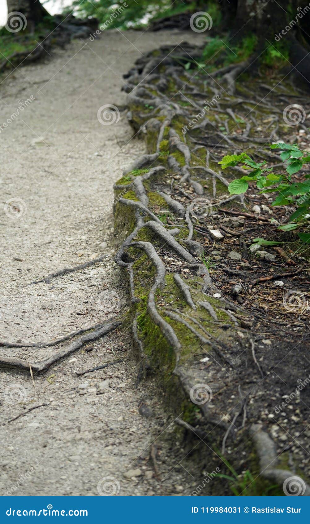 Old tree roots stock image. Image of tree, forest, nature - 119984031