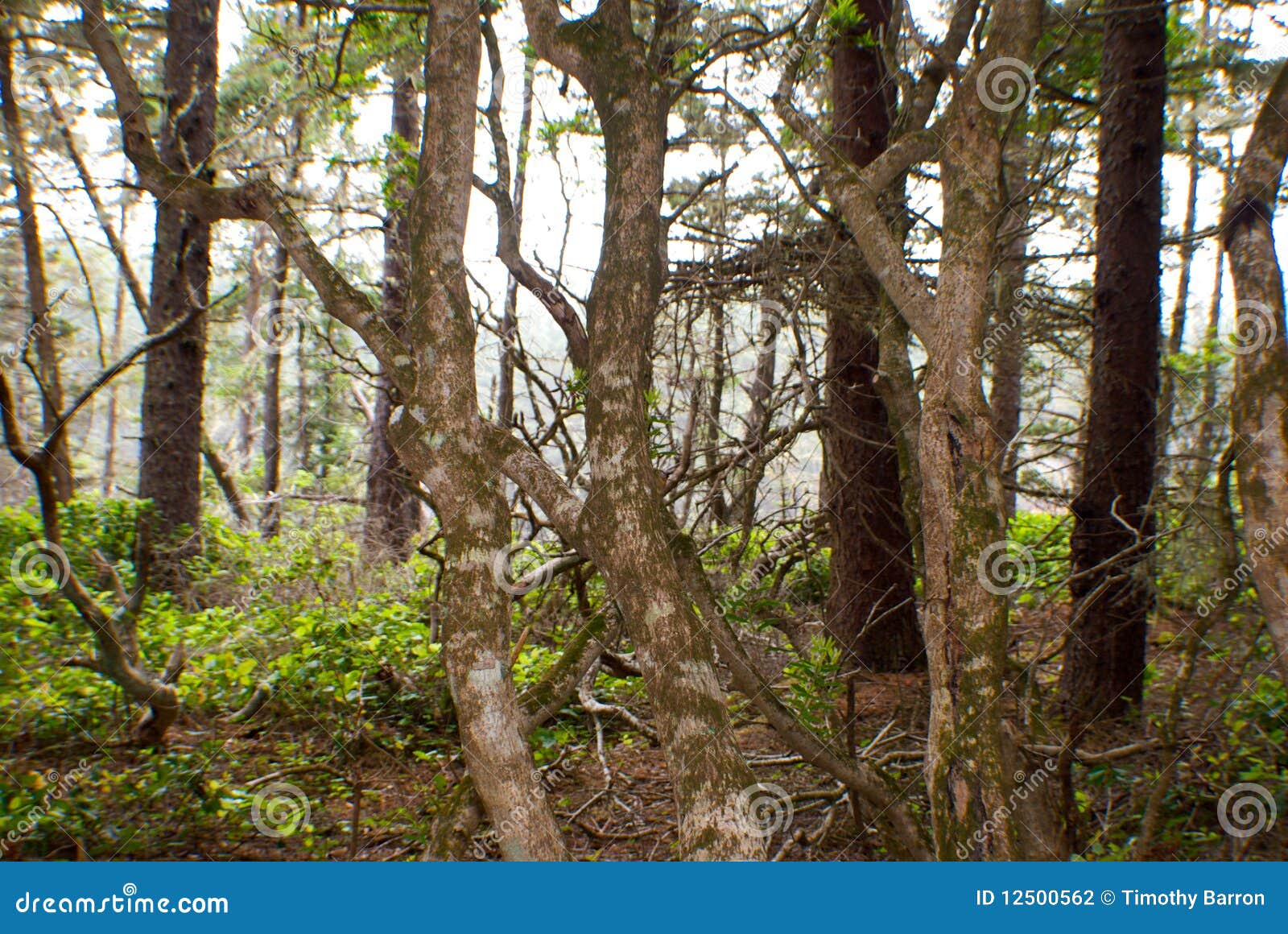 Forest before the trees stock photo. Image of woods, forest - 12500562