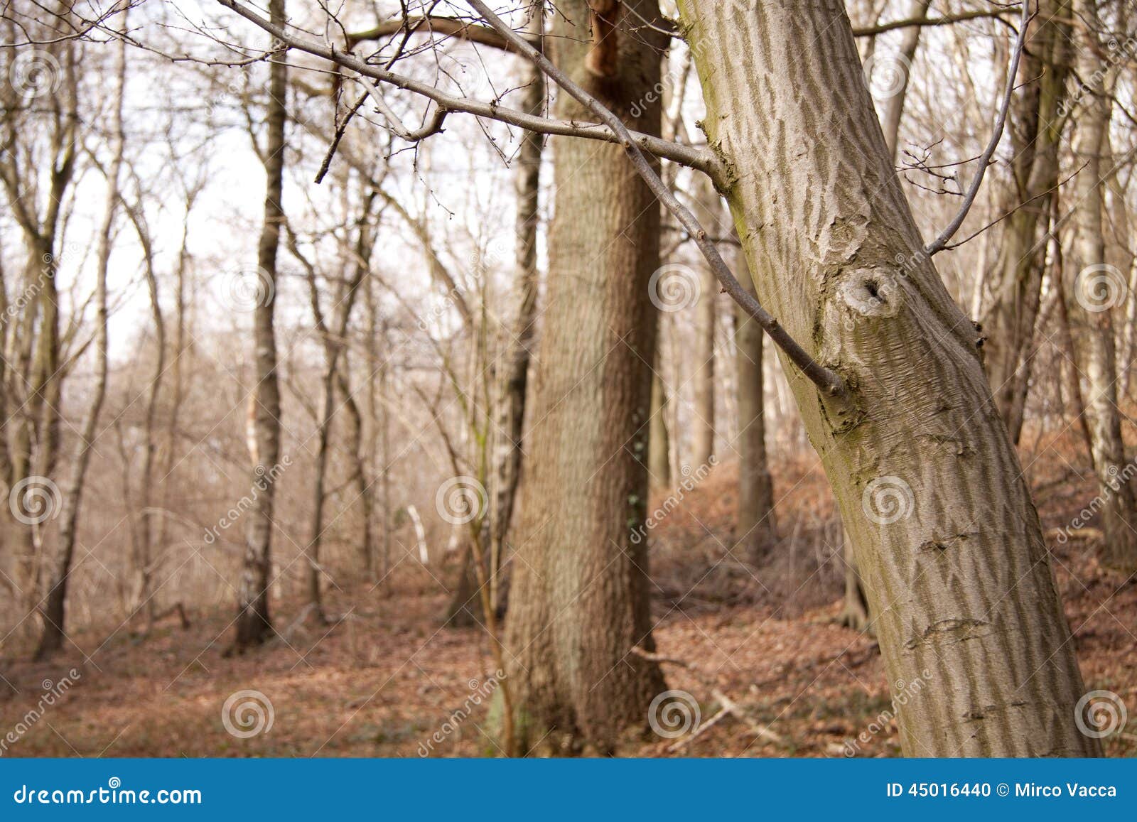 Forest stock photo. Image of forest, woods, trees, leafless - 45016440