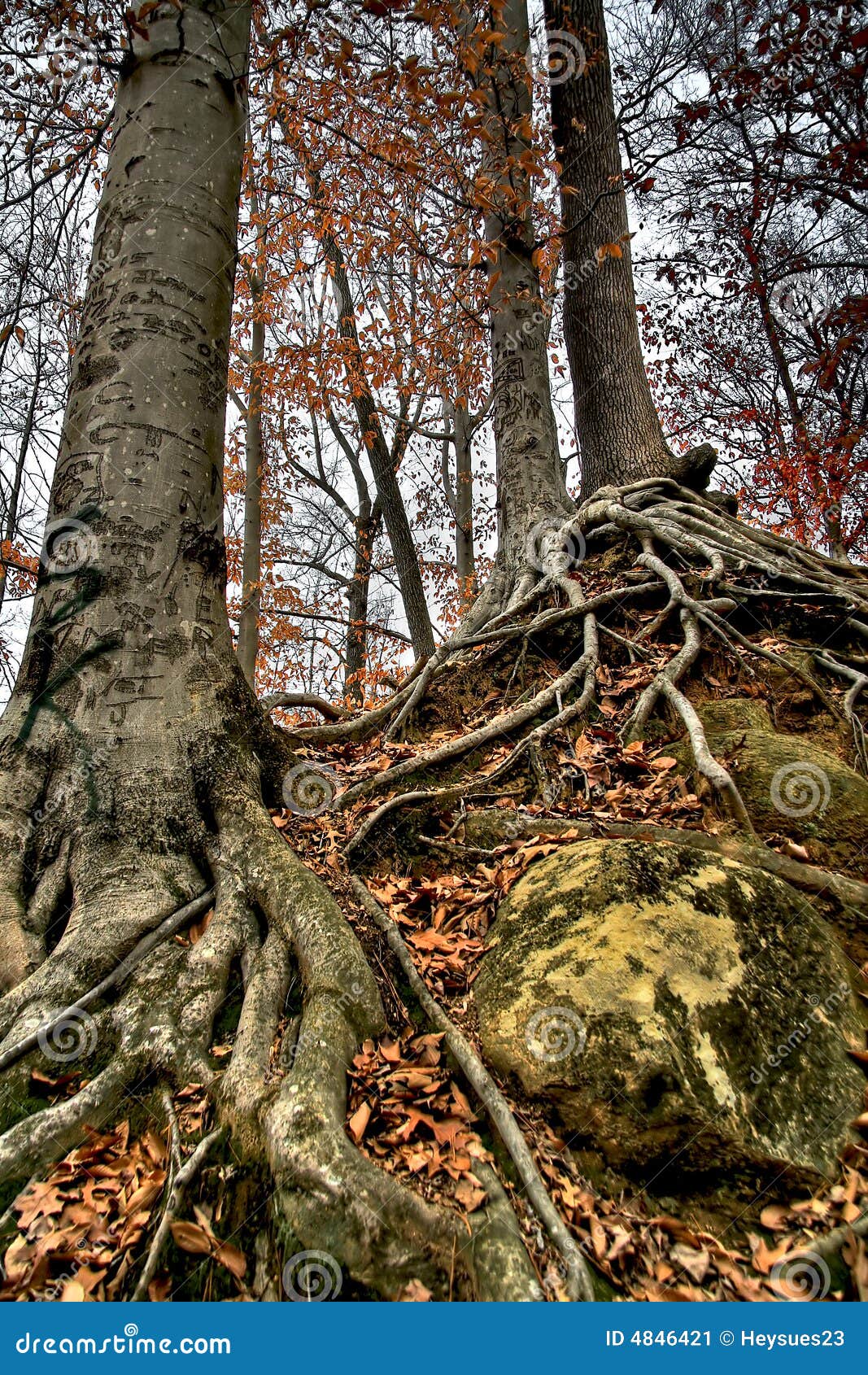 303 Trees Scatter Stock Photos - Free & Royalty-Free Stock Photos from ...