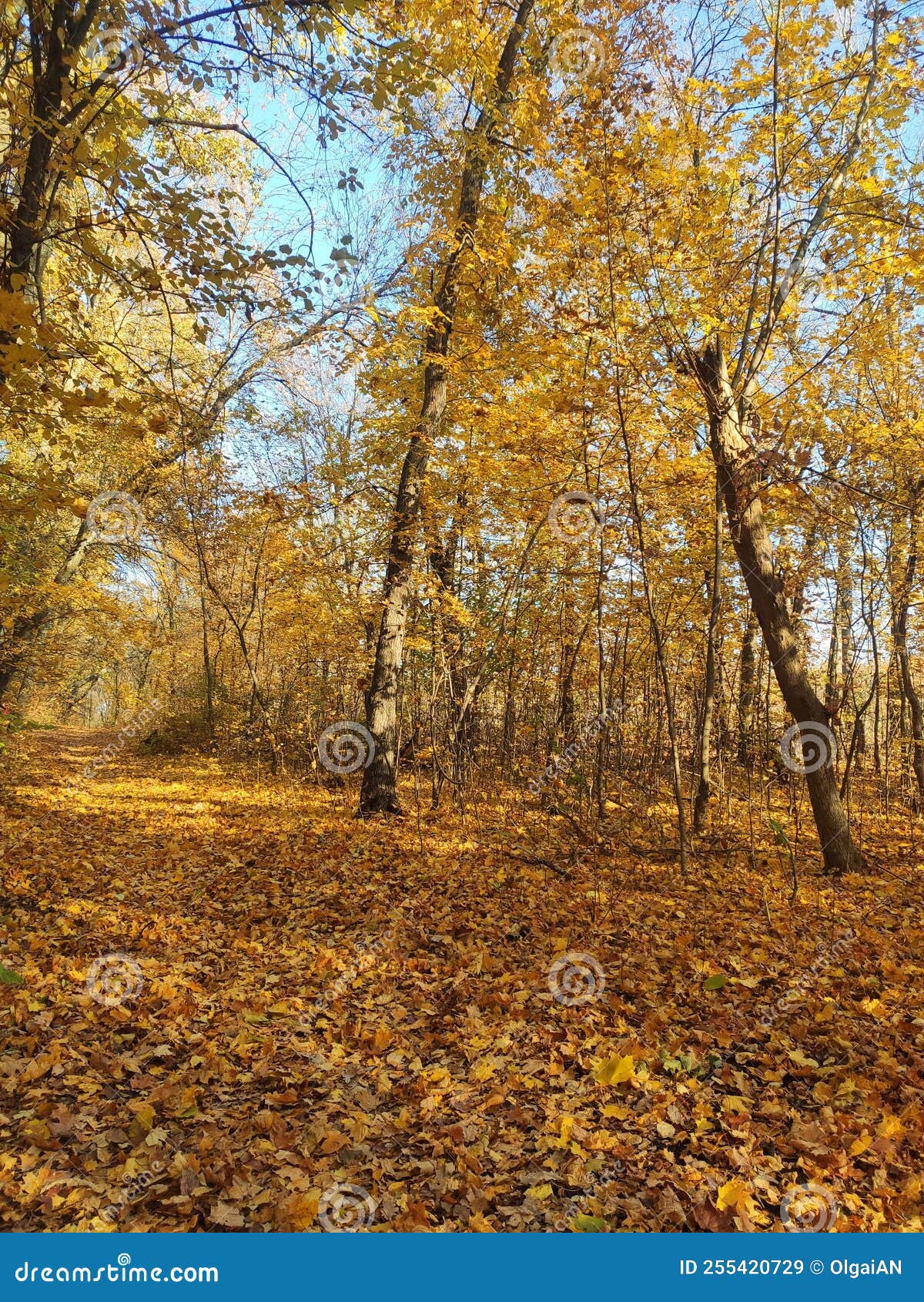 Forest Trees in Autumn, Fallen Leaves. Lovely Autumn Background. Stock ...