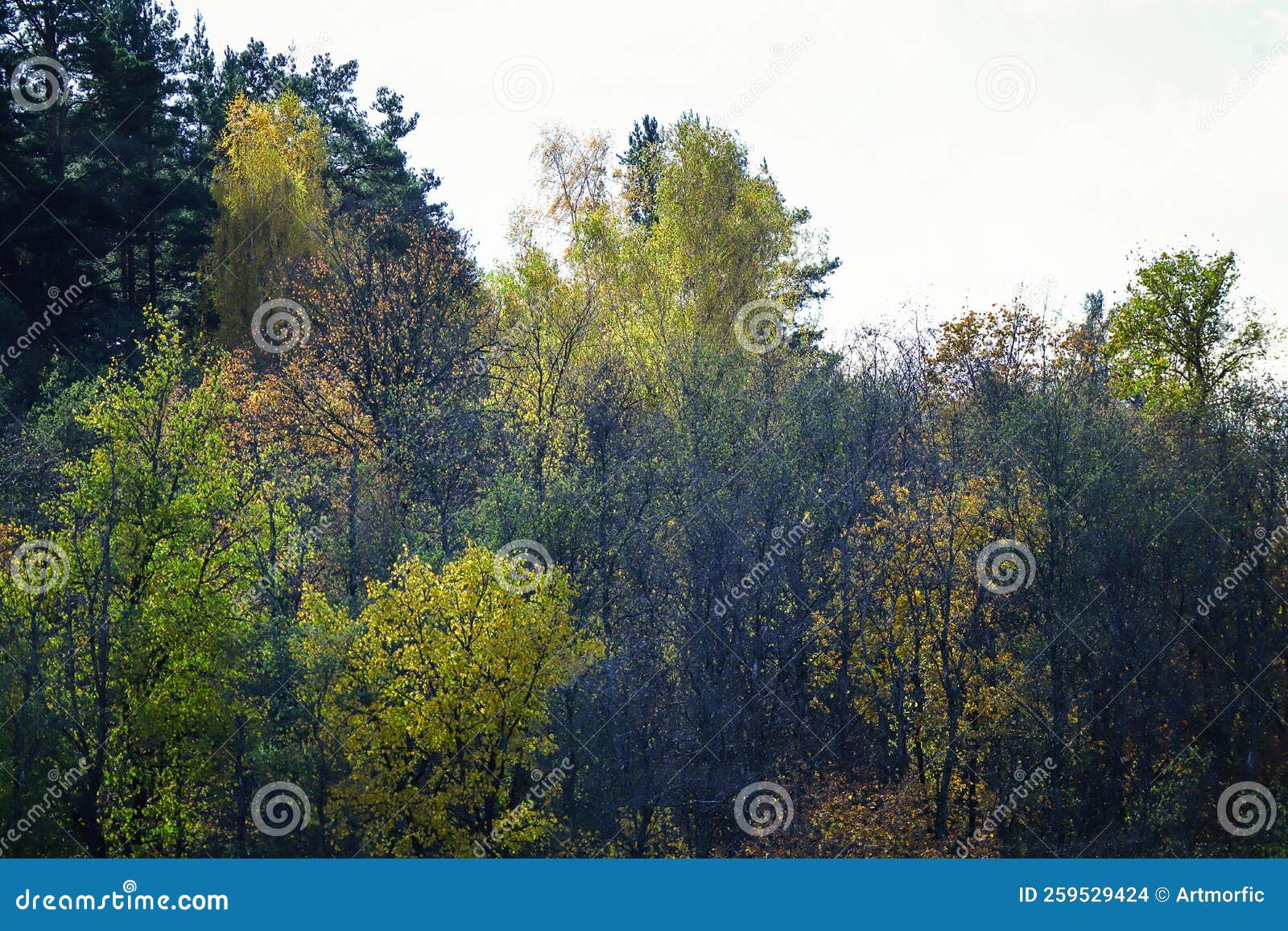 Forest Trees Autumn yet Green Scene on a Hill with White Sky Stock ...