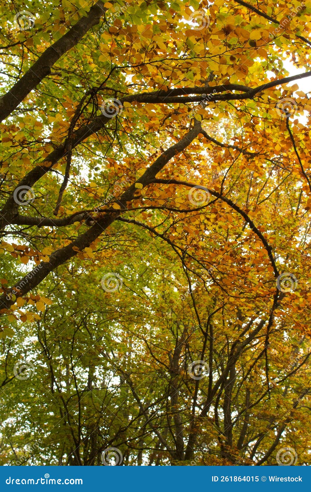 Forest of Trees with Autumnal Colors Photos Stock Image - Image of ...