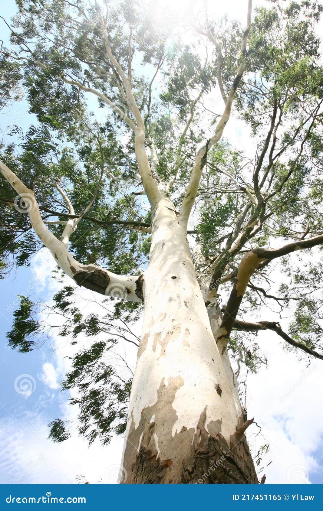 The Forest Trees from Bellow . a Low Angle Shot Stock Image - Image of ...