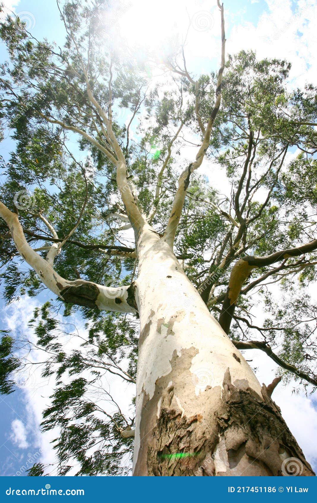 The Forest Trees from Bellow . a Low Angle Shot Stock Photo - Image of ...