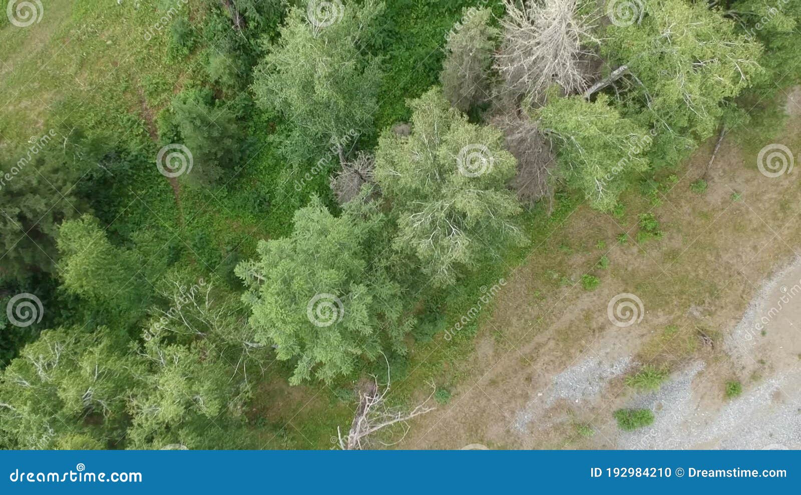 Forest and Trees from a Bird`s Eye View Stock Footage - Video of forest ...