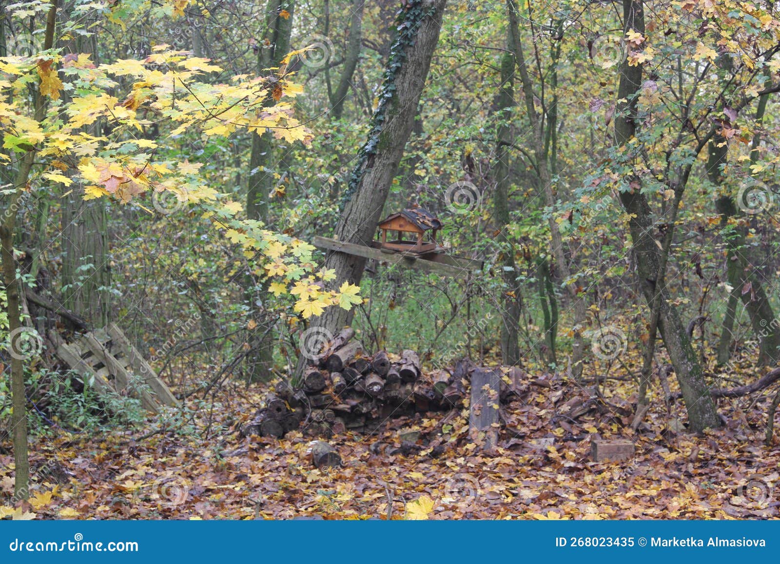 Forest with Trees and Birds Stock Image - Image of trees, woodland ...