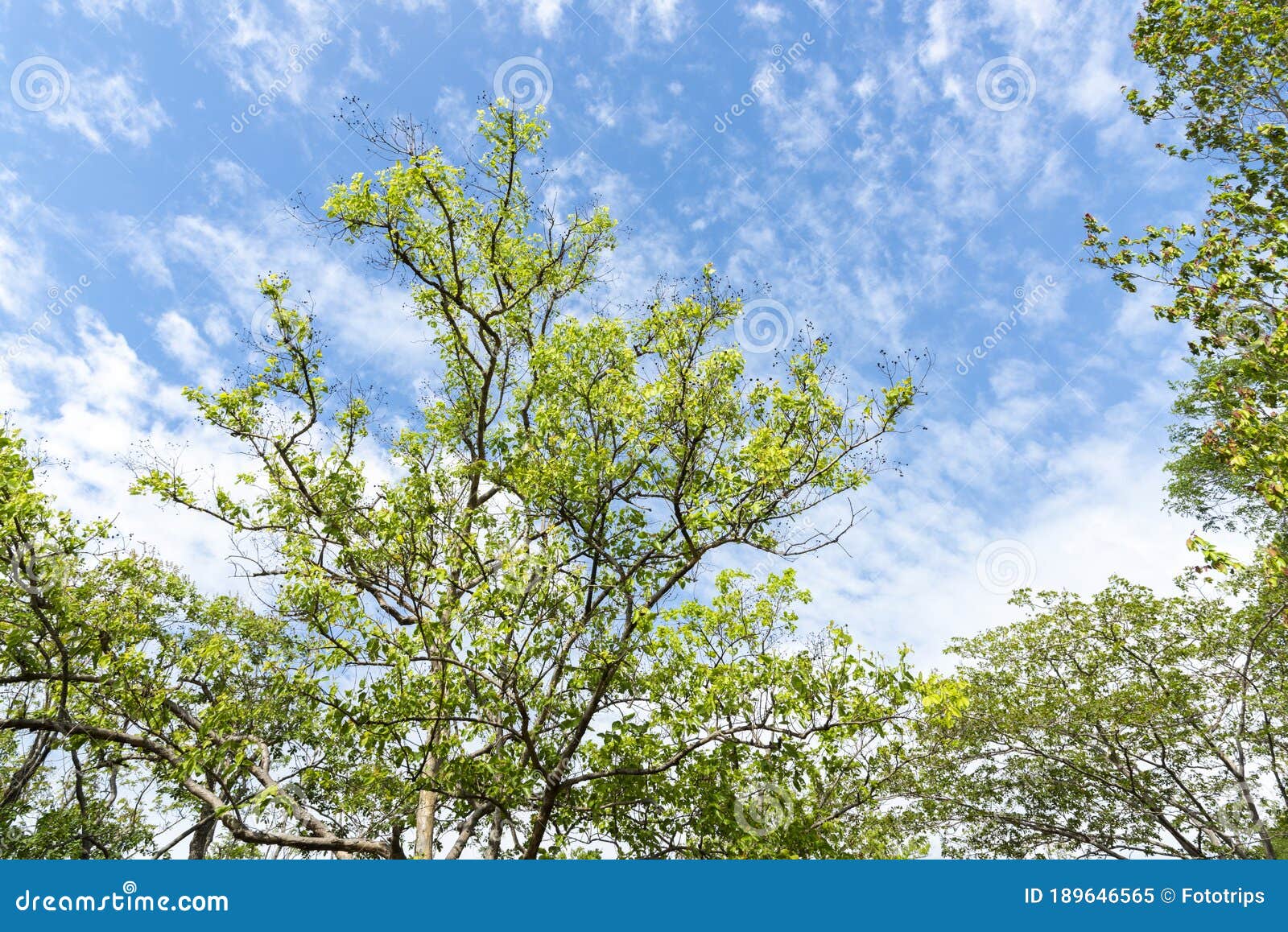 Forest Trees. Blue Sky in Background Stock Image - Image of beautiful ...