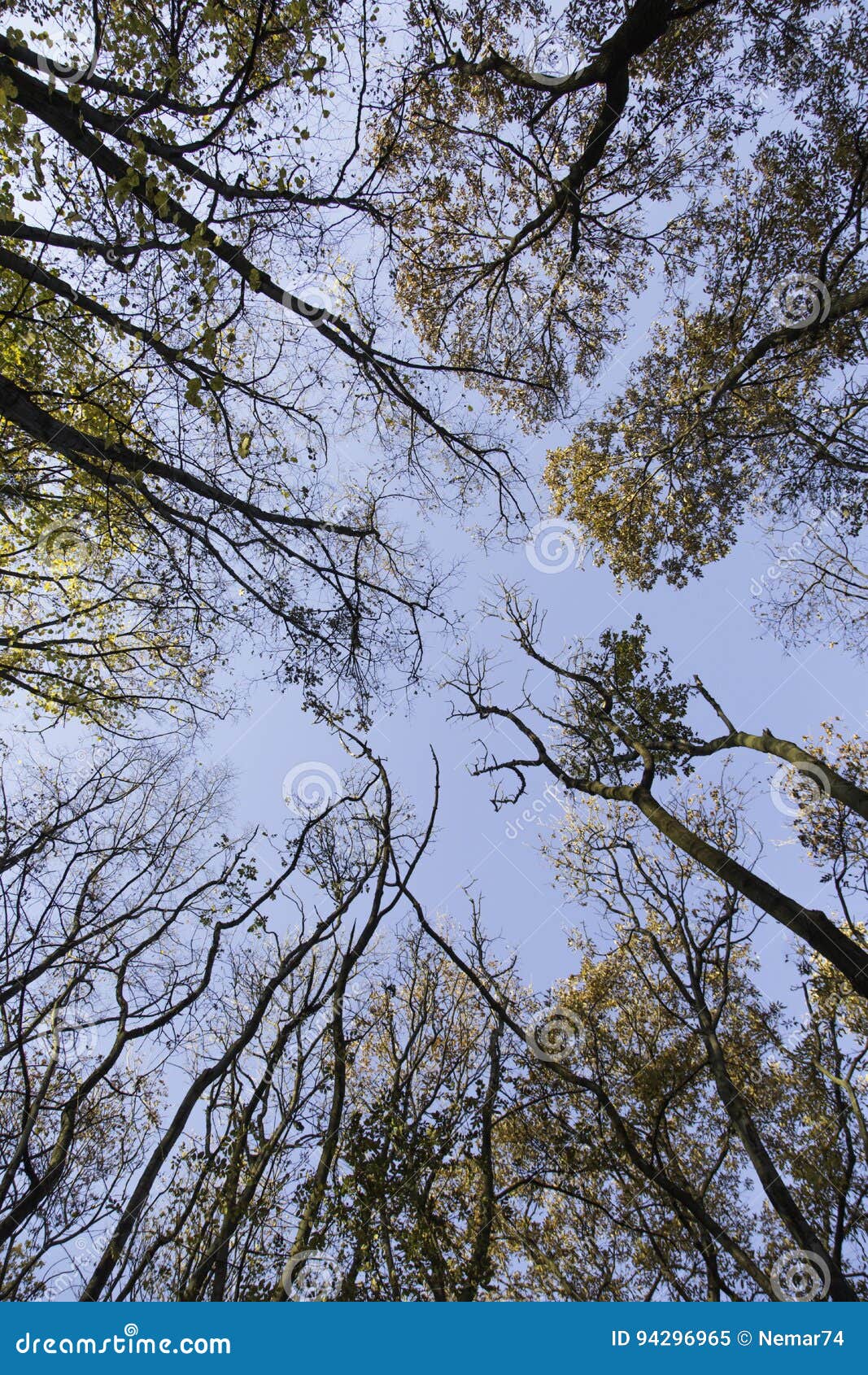 Forest Trees and Branches in Autumn Colors from Below Perspective Stock ...