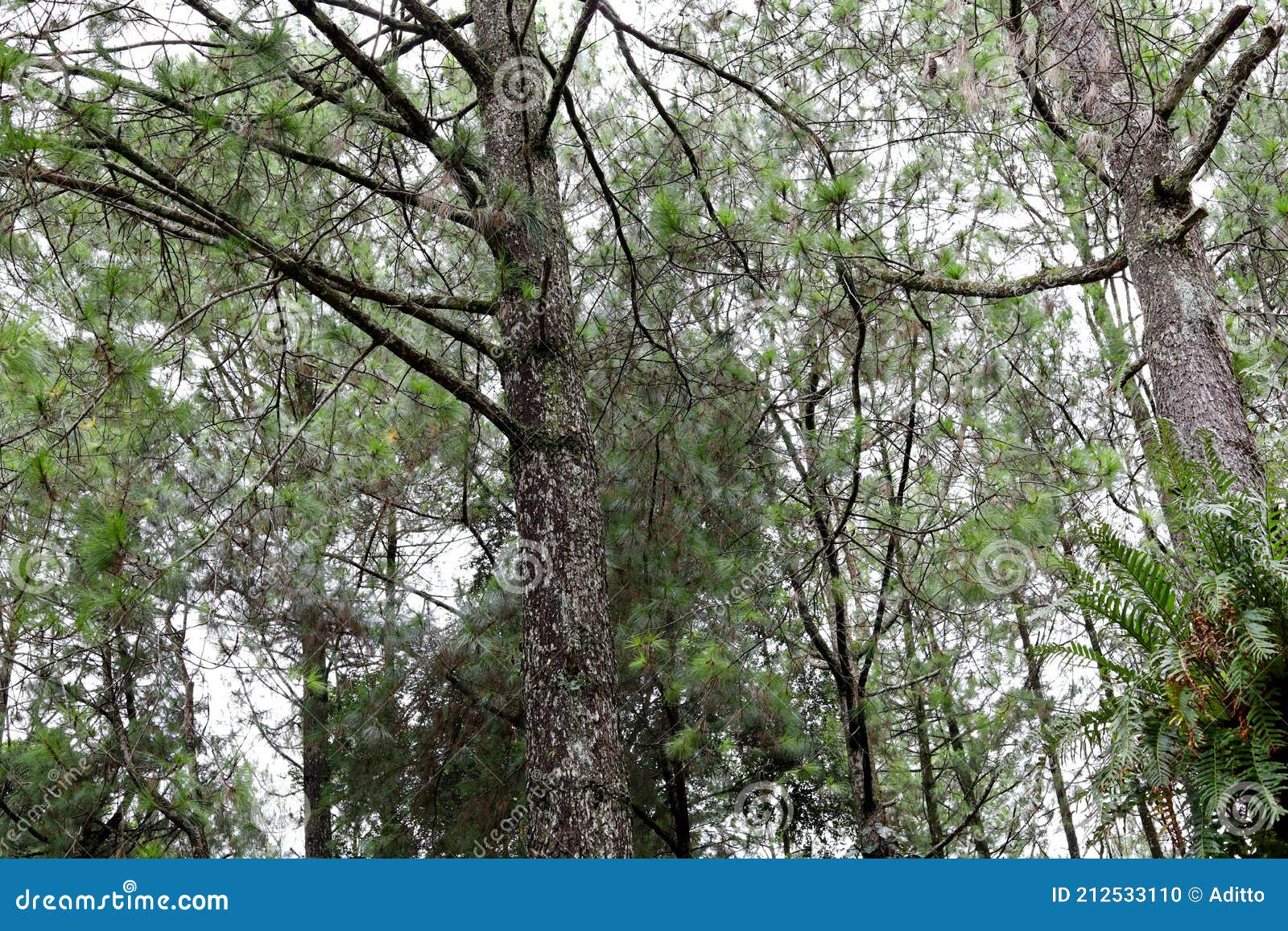 Forest Trees in Cloudy Weather- Natural and Green Stock Photo - Image ...