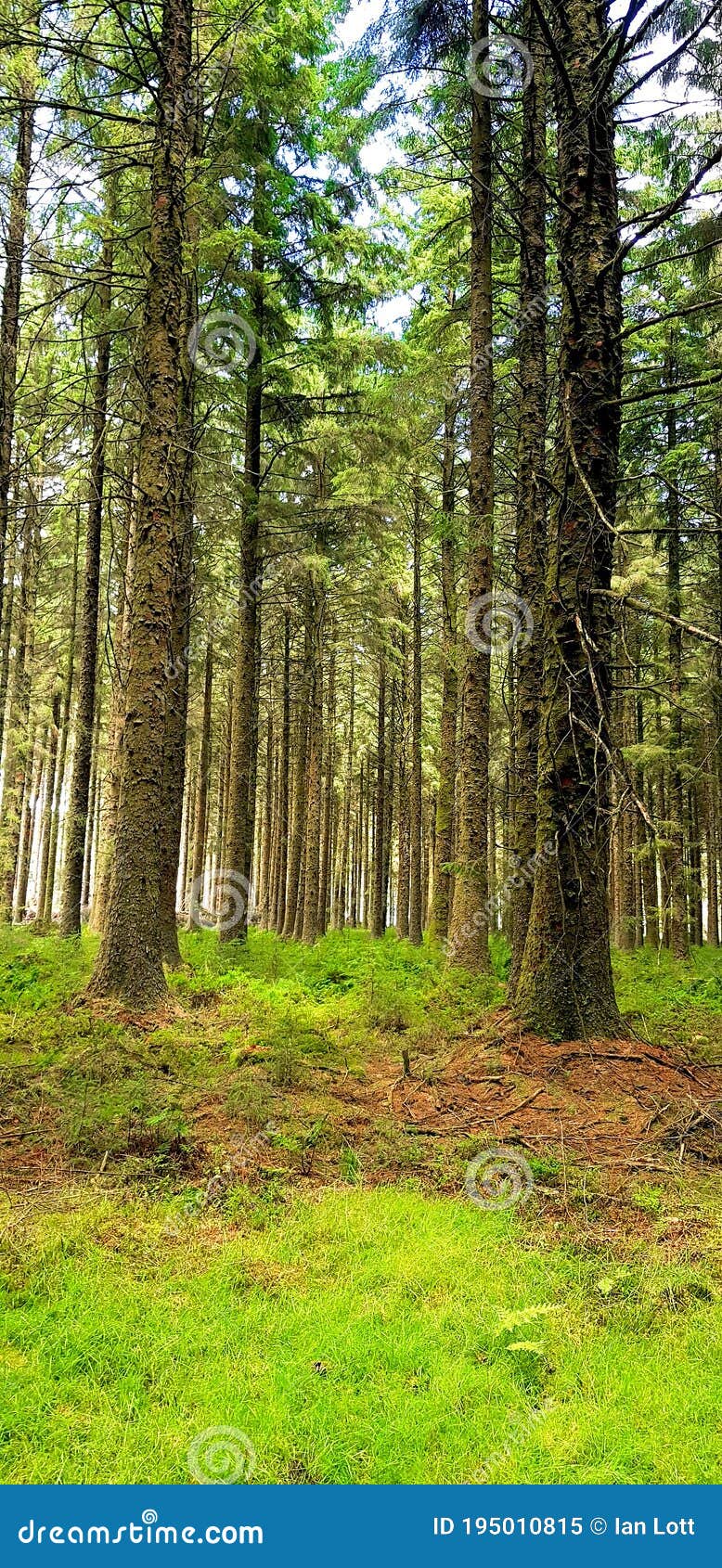 Forest of Trees on Dartmoor National Park Devon Stock Image - Image of ...