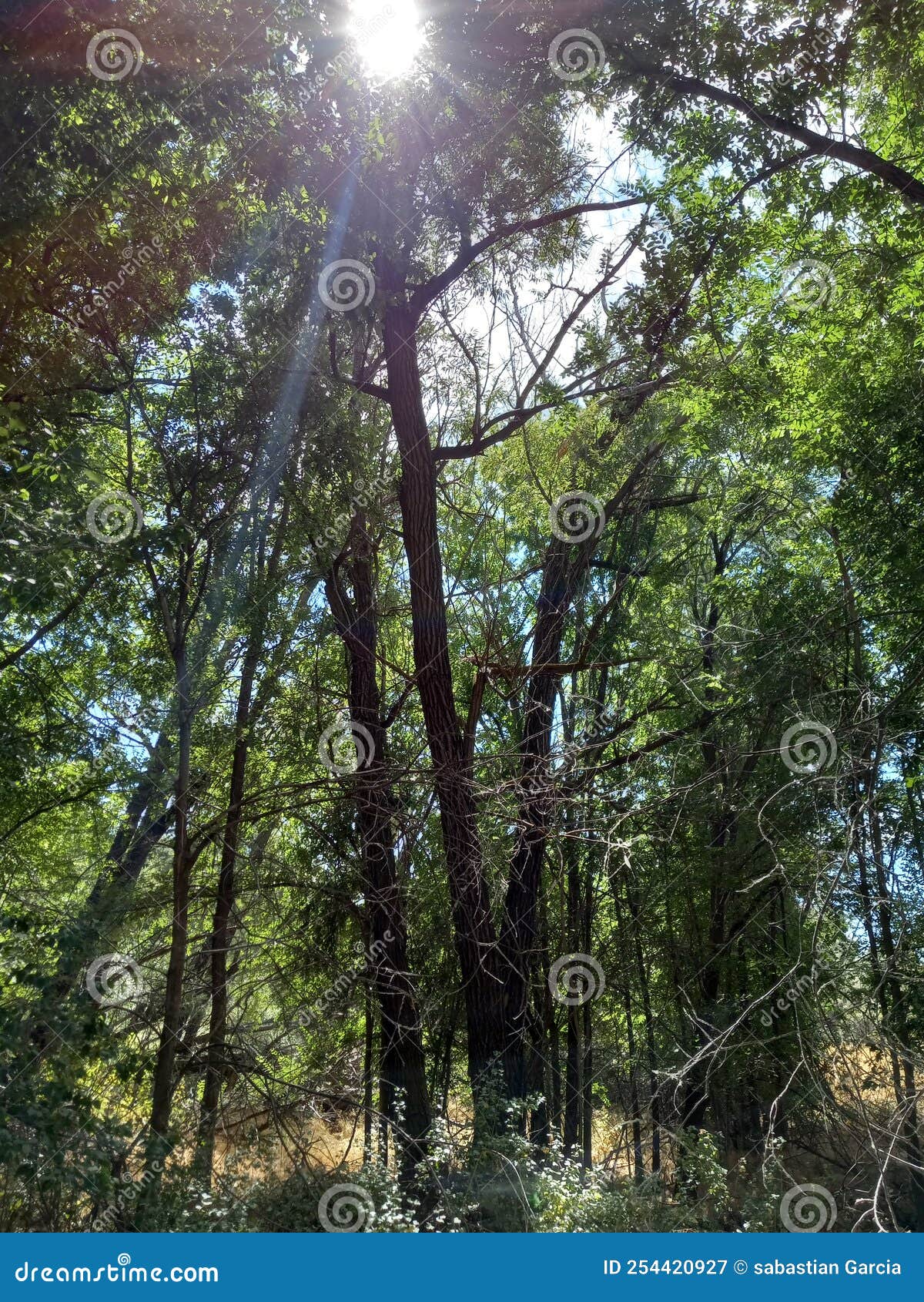 Forest Trees in the Daylight - Stock Image - Image of jungle, trees ...