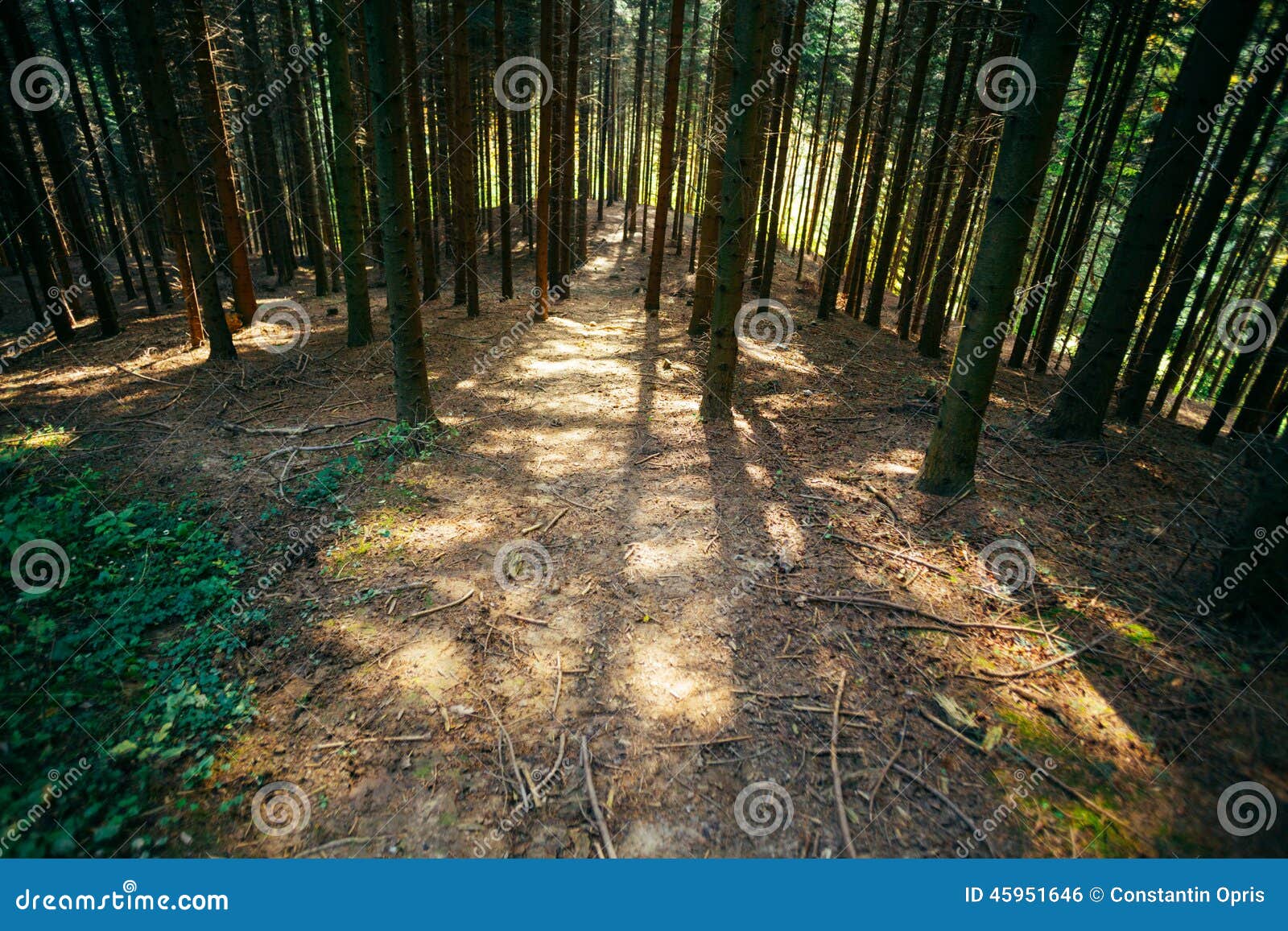 Forest trees in daylight stock photo. Image of landscape - 45951646
