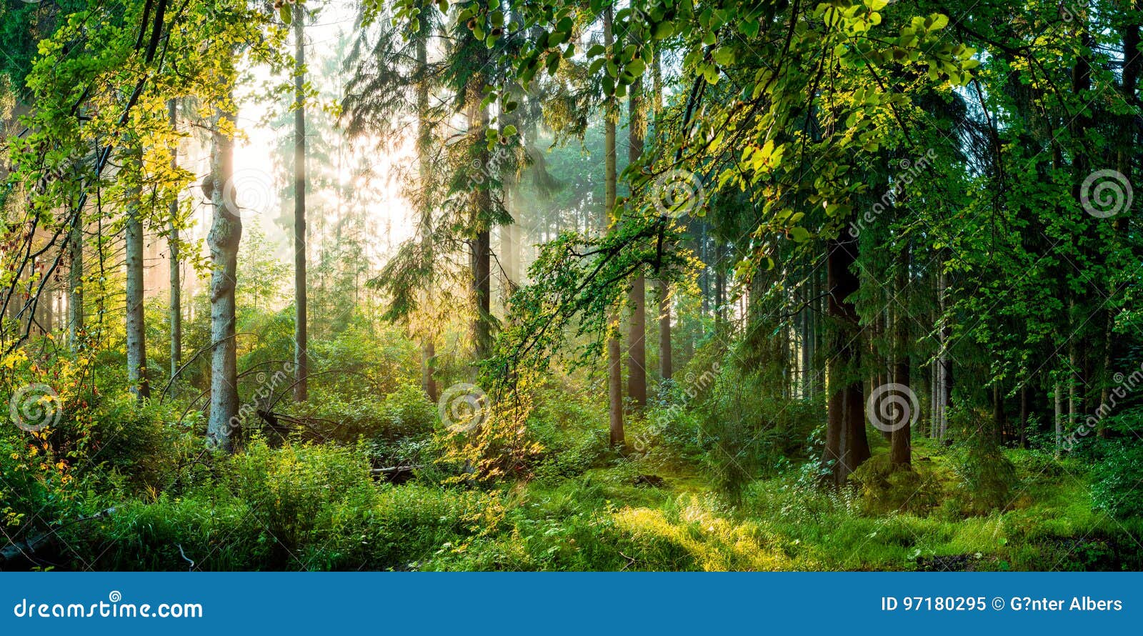 Deciduous forest landscape stock image. Image of canopy - 97180295