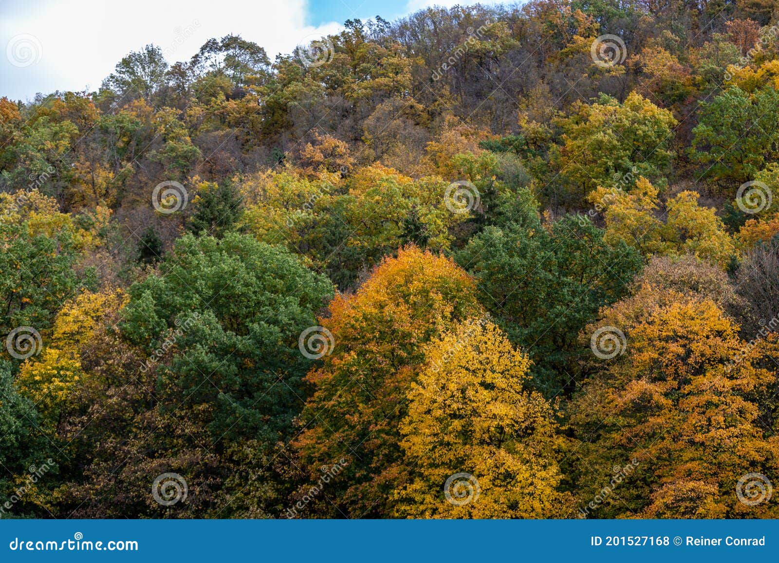 Forest with Trees in Different Colored Trees Stock Photo - Image of ...