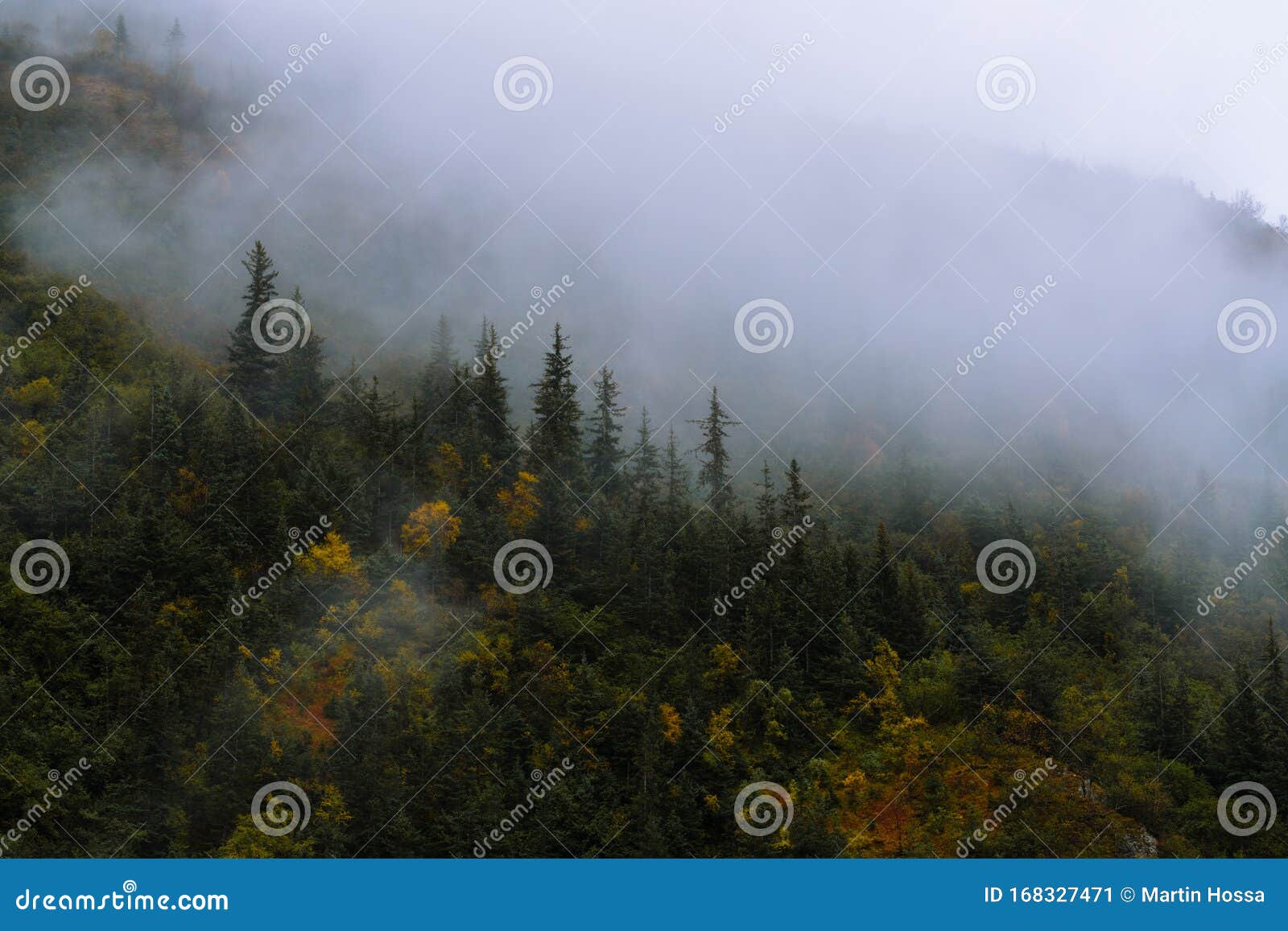 Forest and Trees in Dramatic Fog Stock Image - Image of view, peak ...