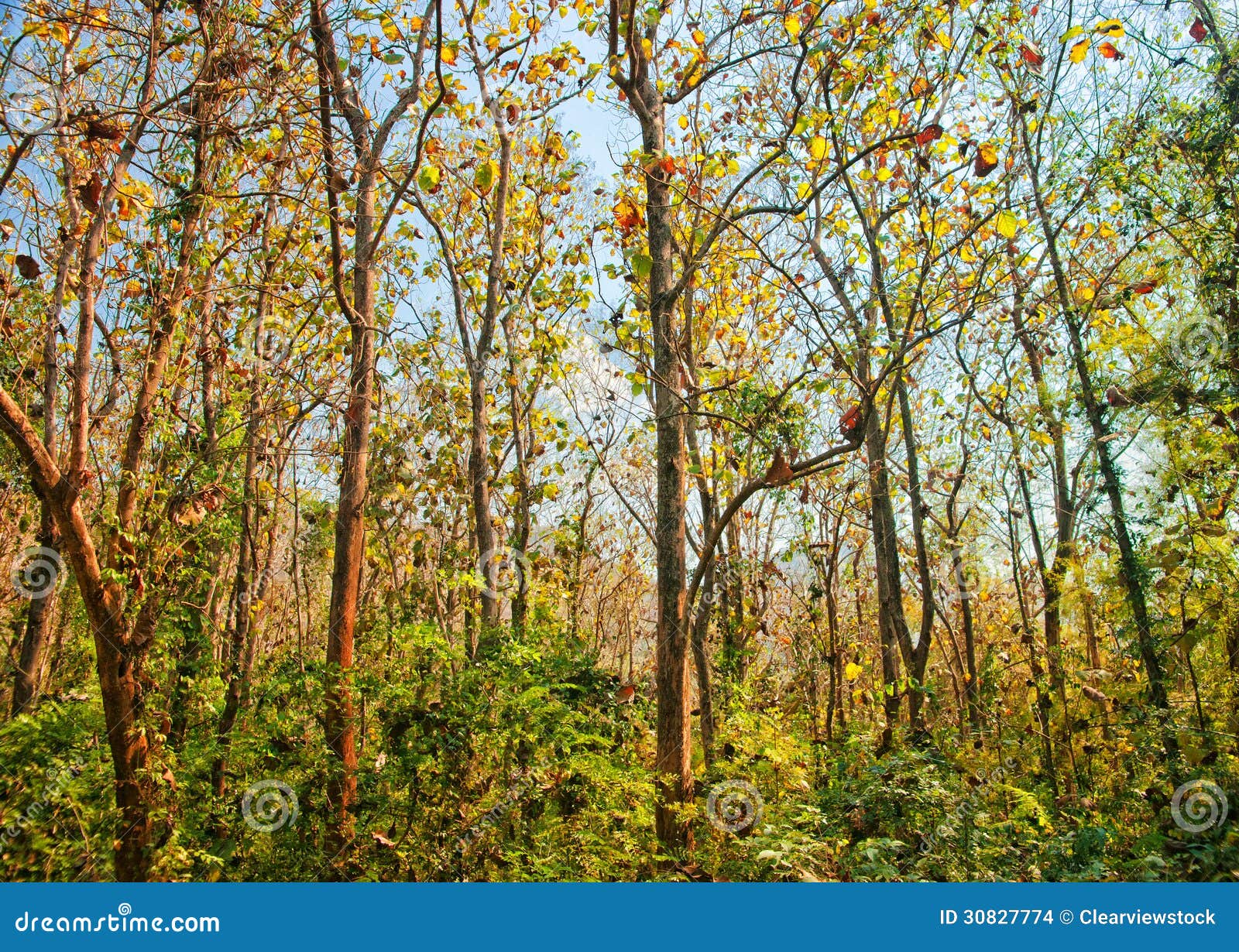 Forest trees early autumn stock photo. Image of color - 30827774