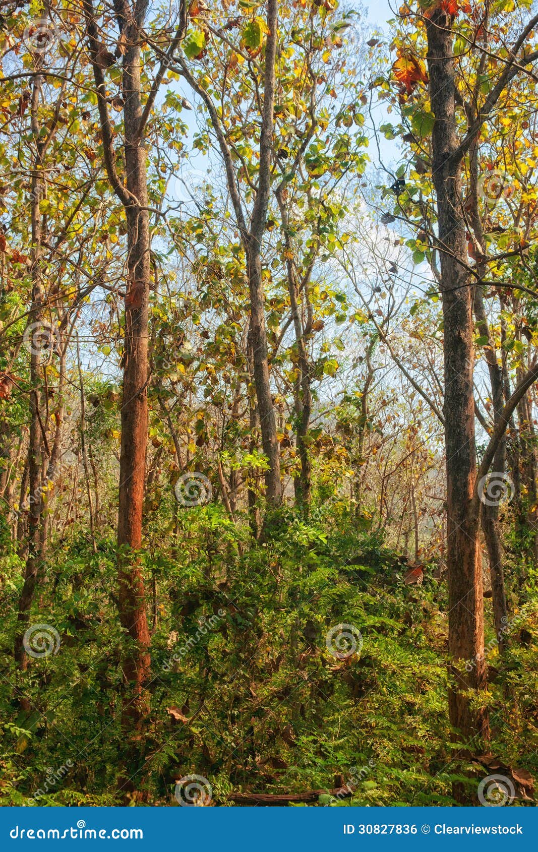 Forest trees early autumn stock photo. Image of season - 30827836