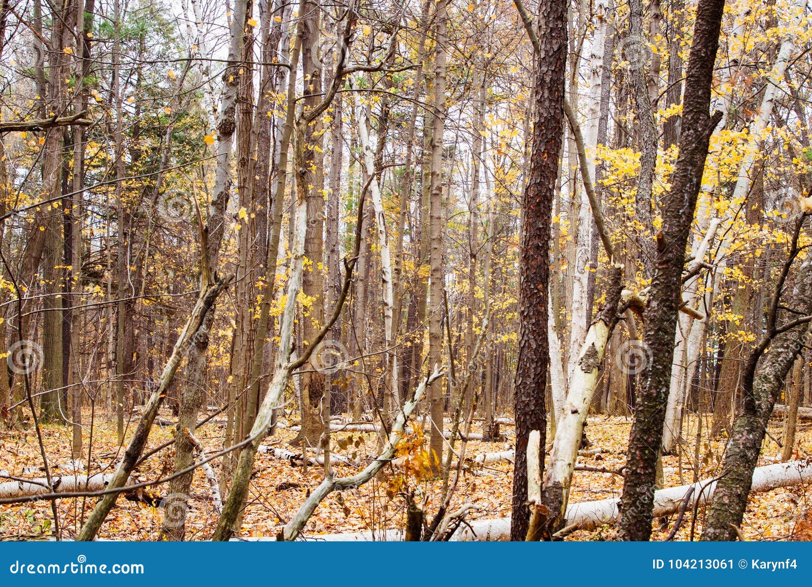 Forest of Trees Empty of Leaves Stock Image - Image of foliage, beauty ...