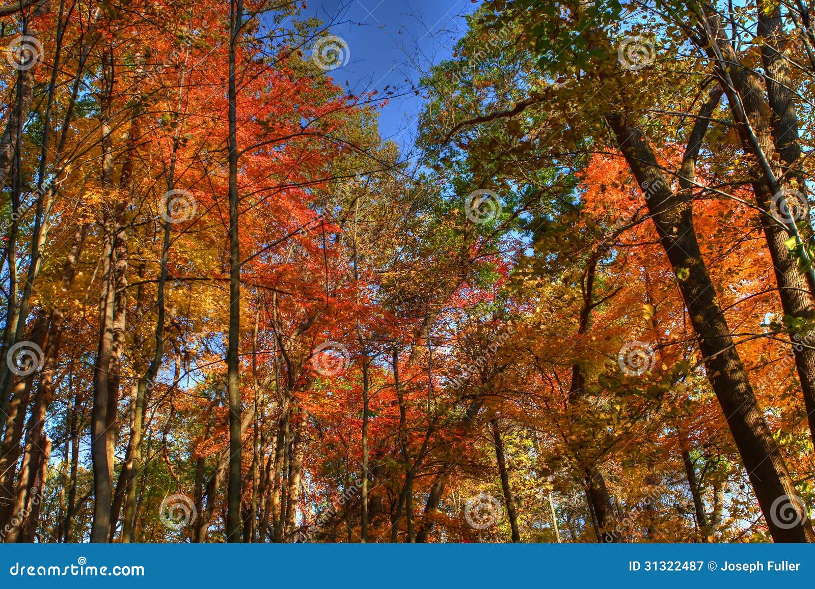 Forest Trees En High Dynamic Range Imagen de archivo - Imagen de calma ...