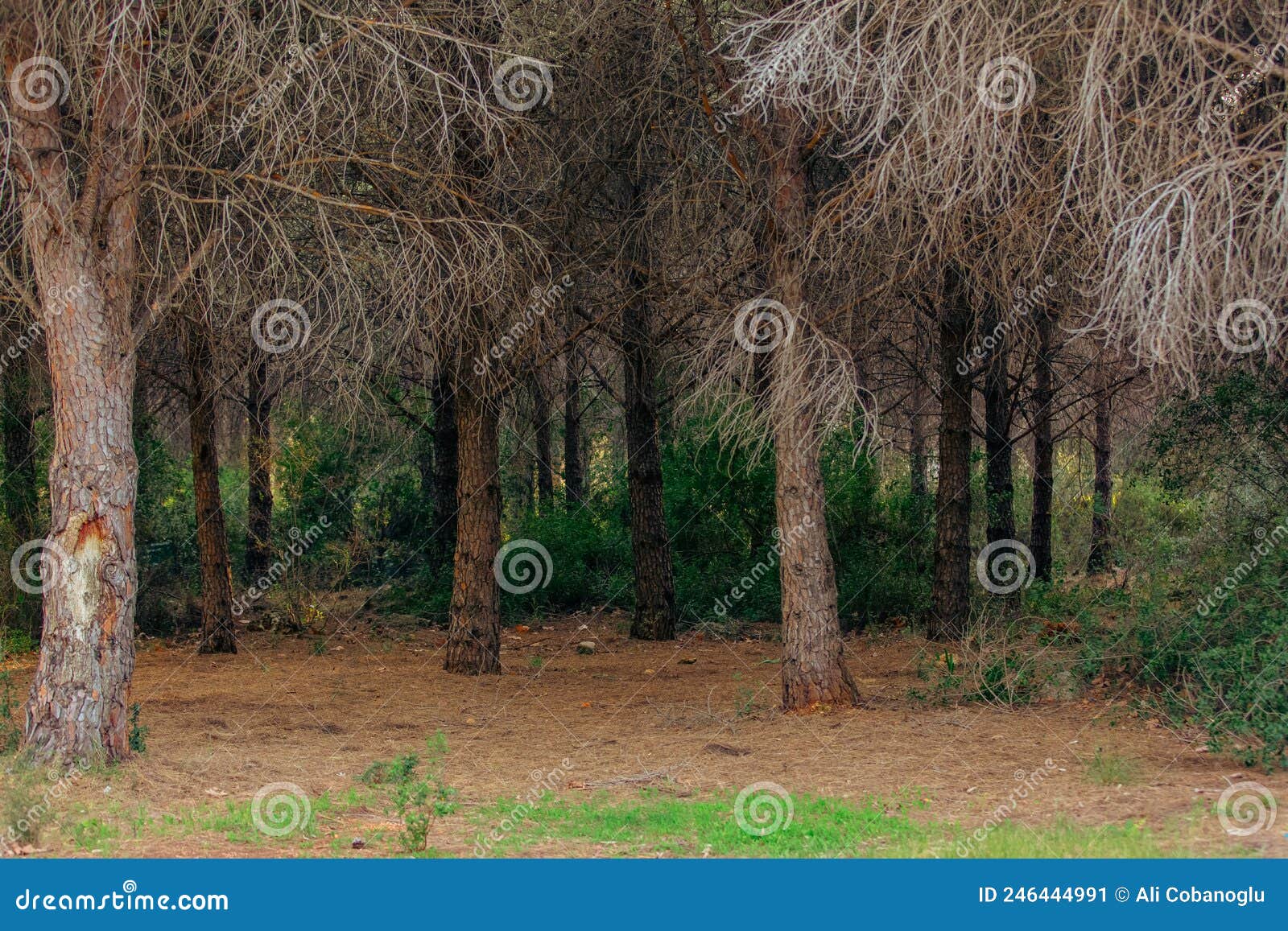 Forest and Trees. the Entrance To a Forest Stock Image - Image of leaf ...