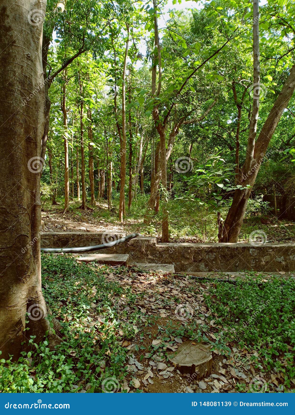 Forest stock image. Image of grass, trees, peace, life - 148081139