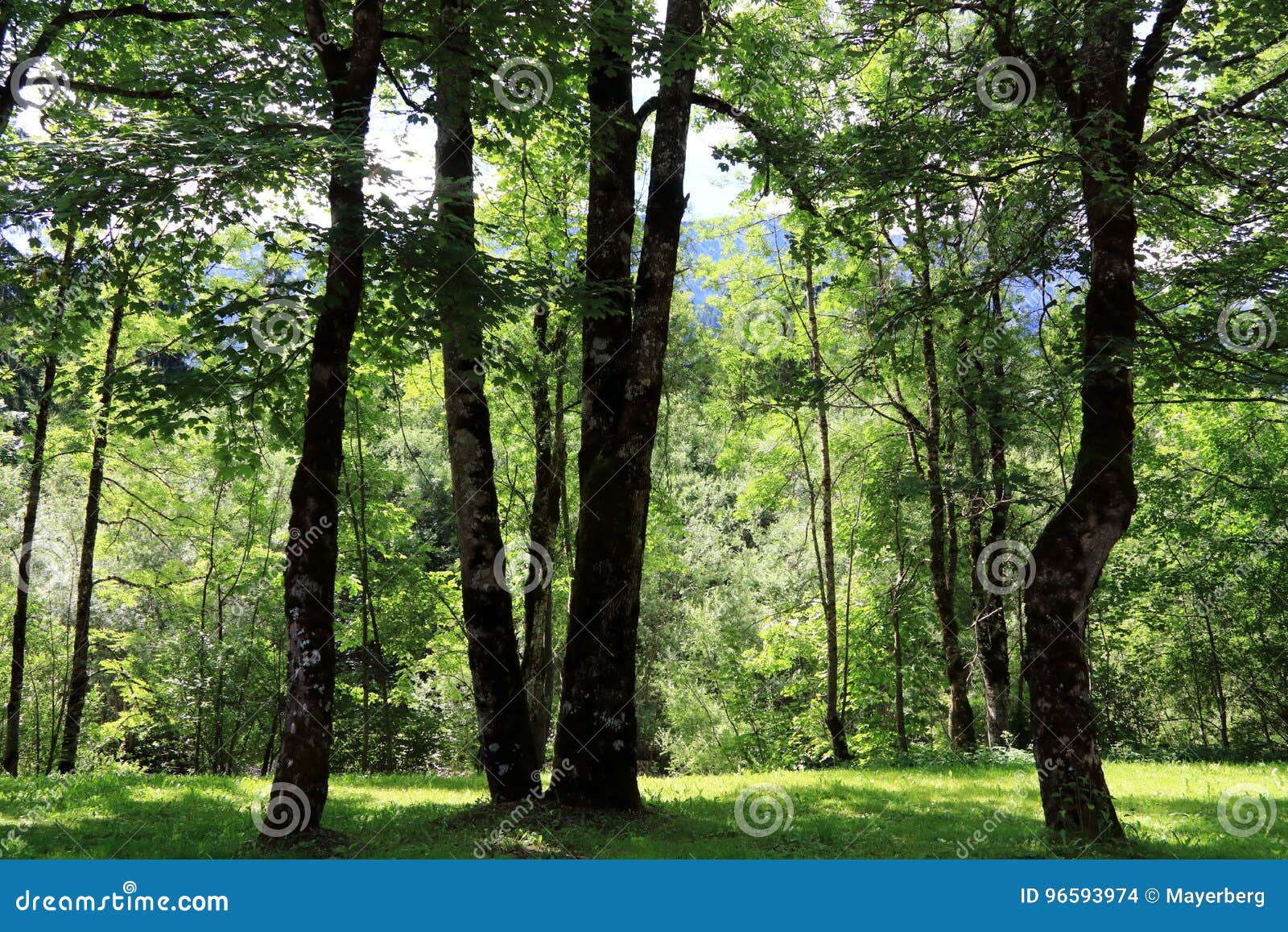 Forest with Trees and Grass Stock Photo - Image of forest, field: 96593974