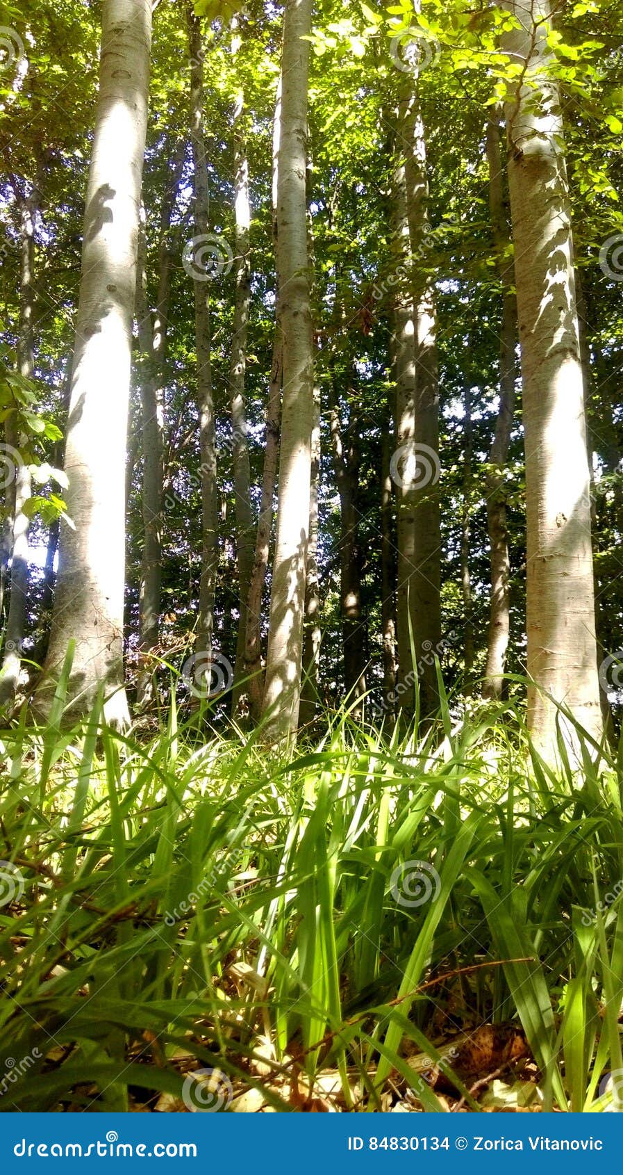 Forest trees with grass stock photo. Image of beautiful - 84830134