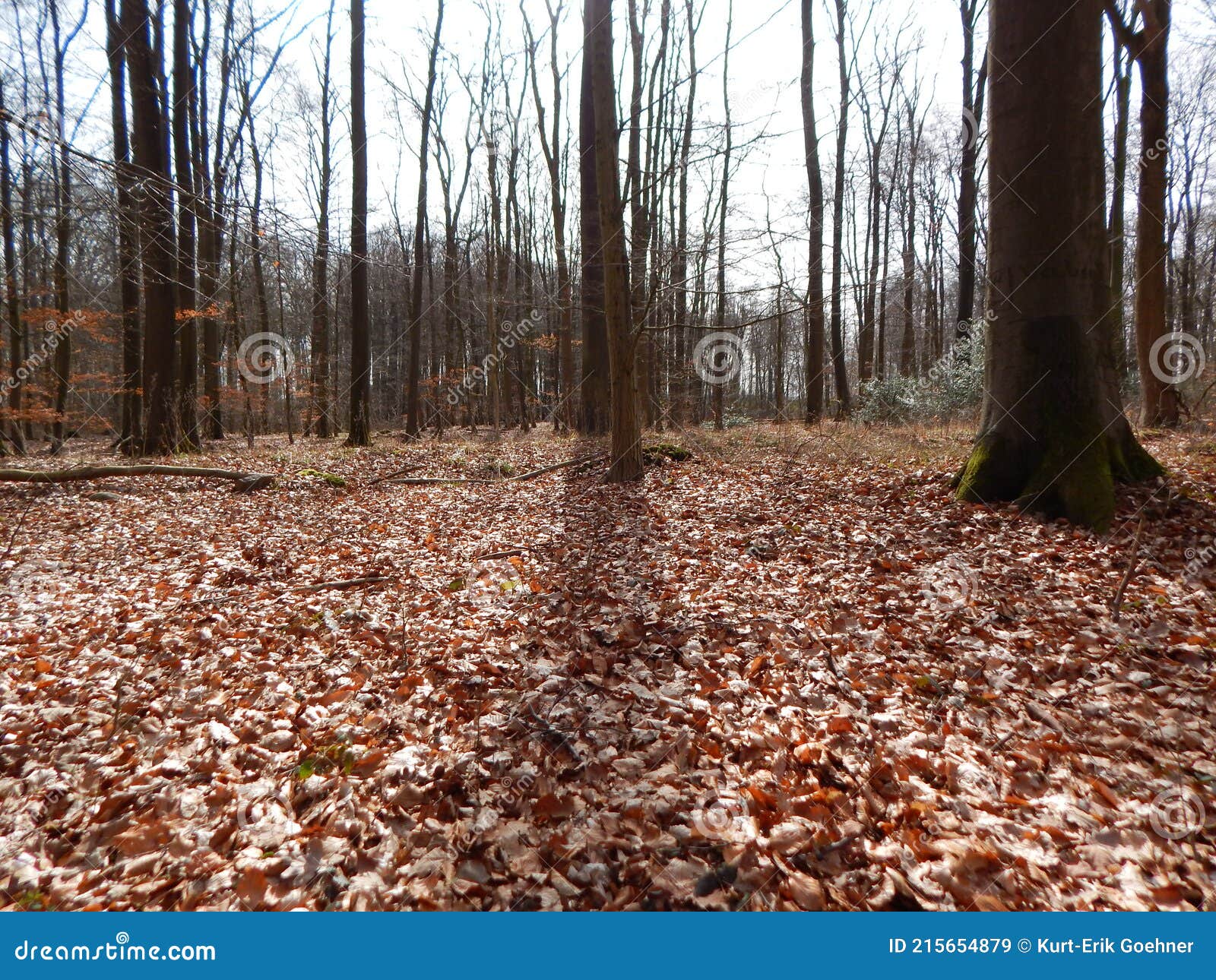 Forest with Trees without Green Foliage Stock Image - Image of autumn ...