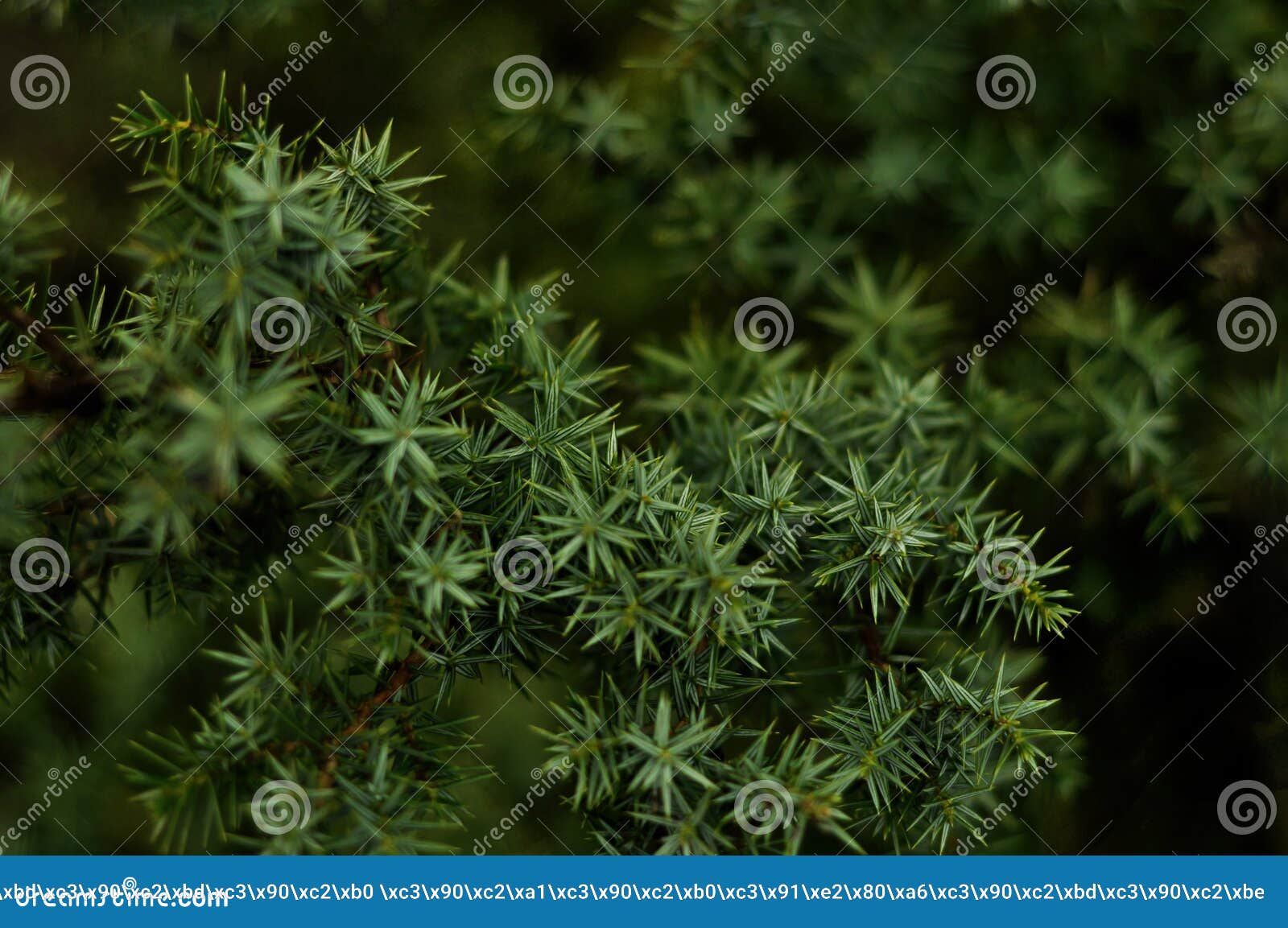 Forest trees stock image. Image of verdure, prickly, greenery - 71999329