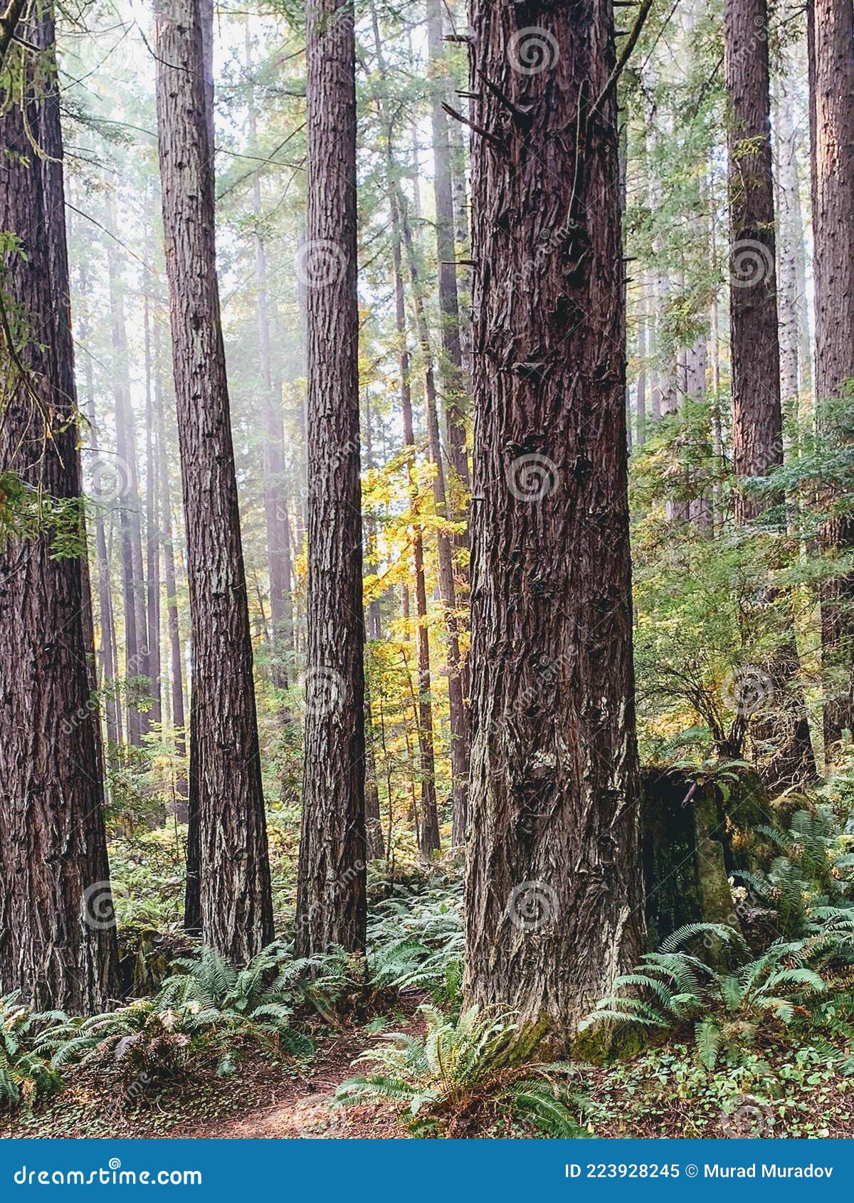 Forest, Trees, Greenery, Landscape, Unique Stock Image - Image of ...