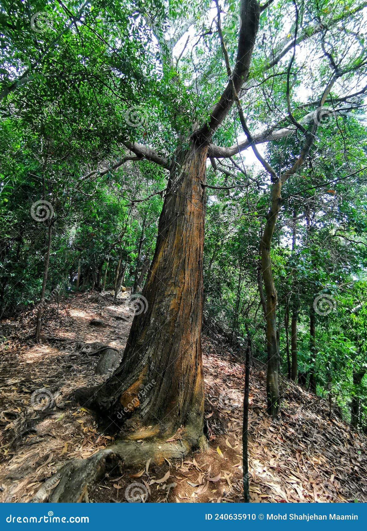 Objects and nature stock photo. Image of naturally, objects - 240635910