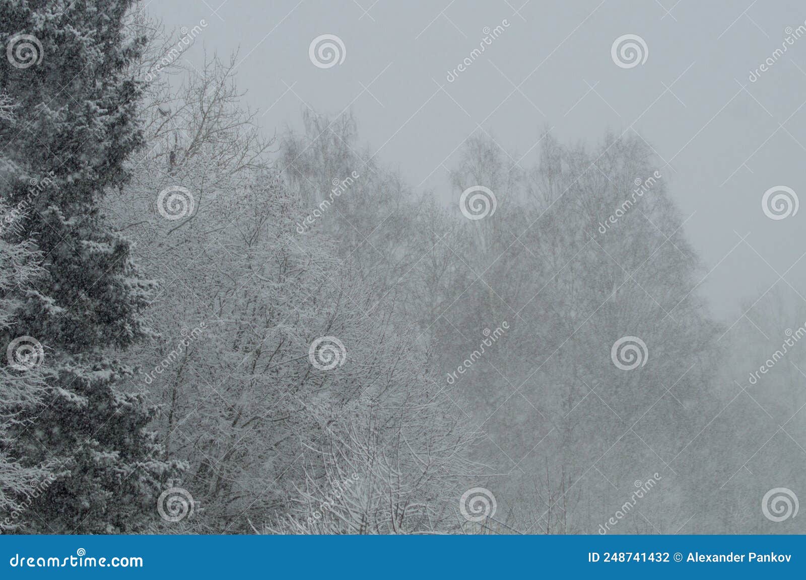 Forest Trees in Heavy Snowfall Stock Photo - Image of frost, covered ...
