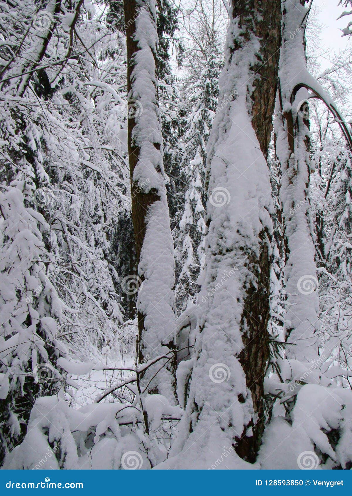 Forest Trees after the Heavy Winter Snowfall Stock Photo - Image of ...