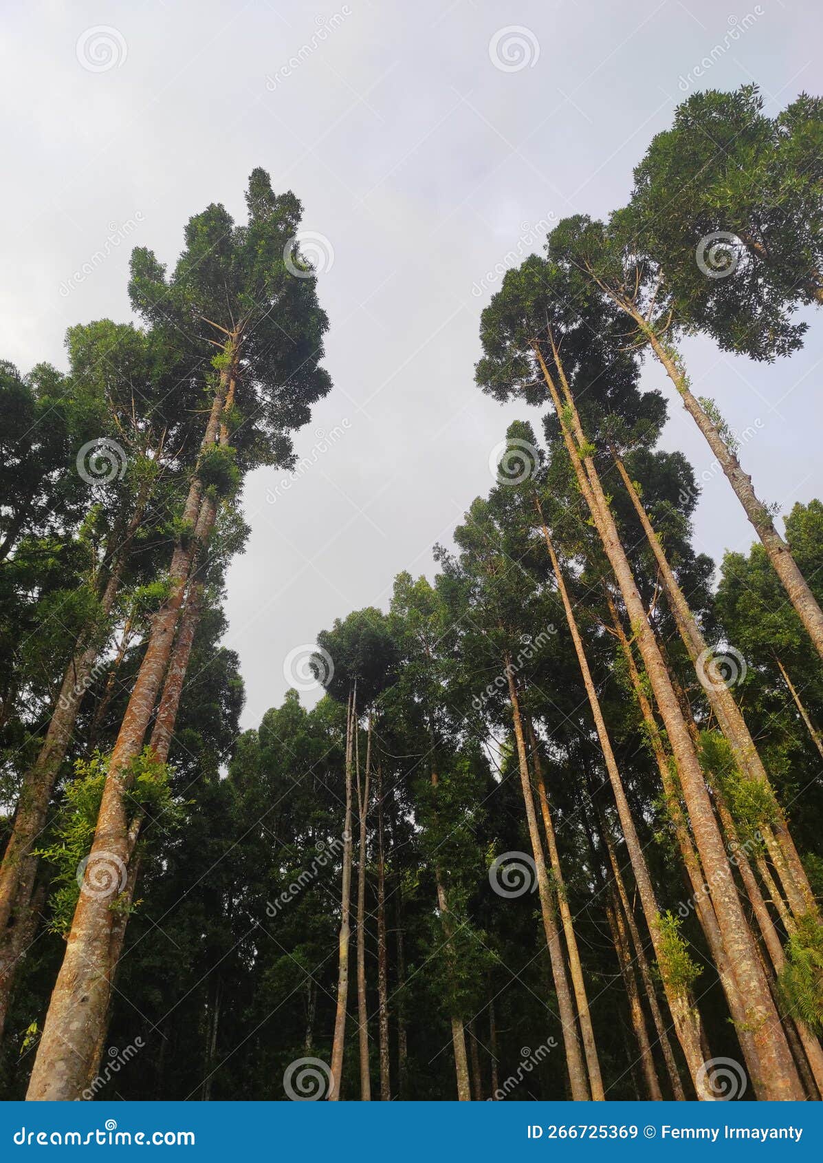 Forest Trees High | Sky View from the Forest Stock Image - Image of ...