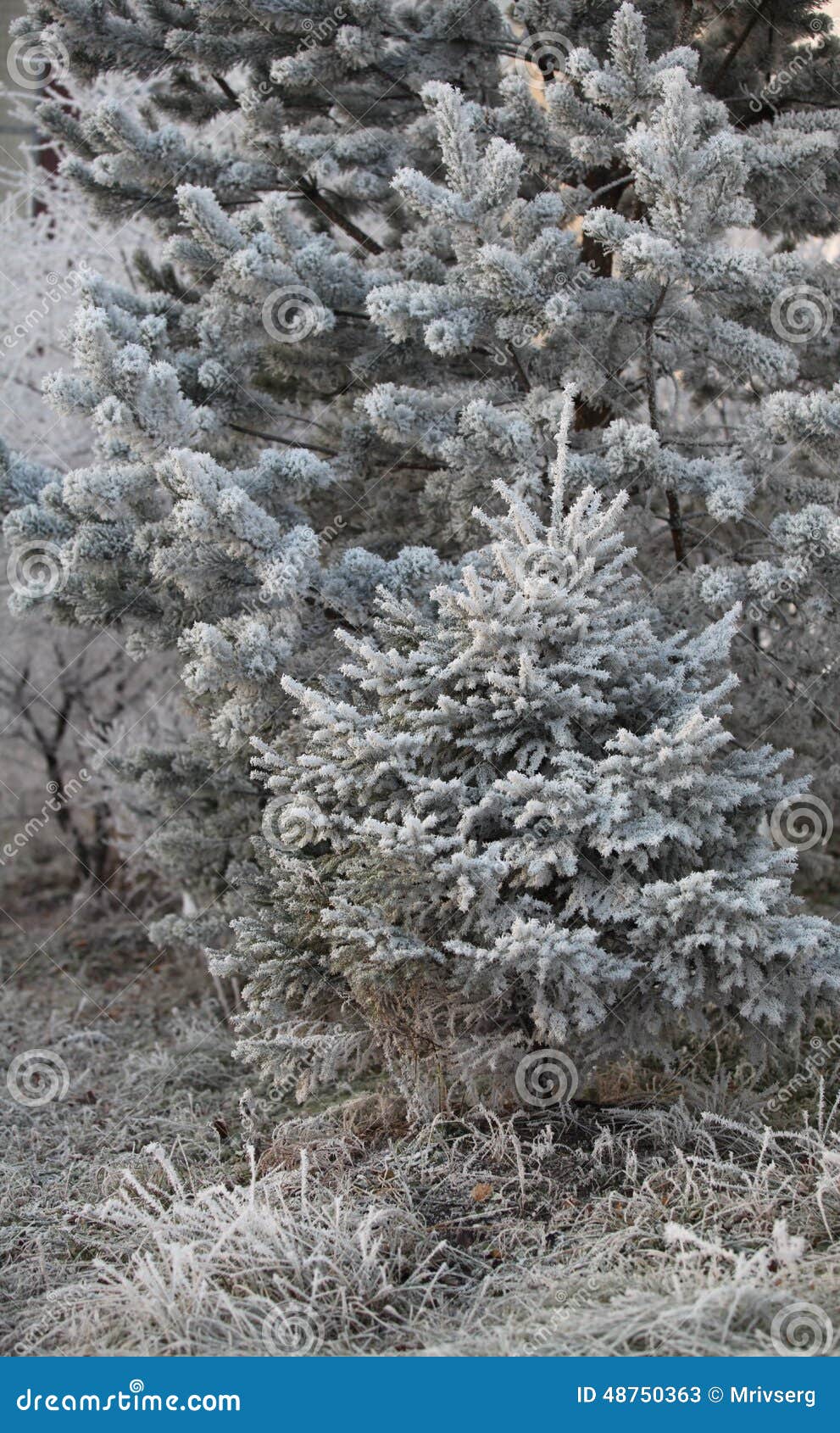 Forest trees in hoarfrost stock image. Image of tree - 48750363