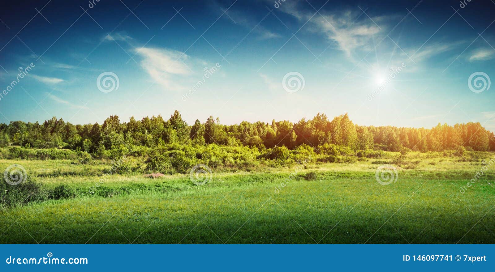 Forest Trees Landscape Panoramic Stock Image - Image of weather ...