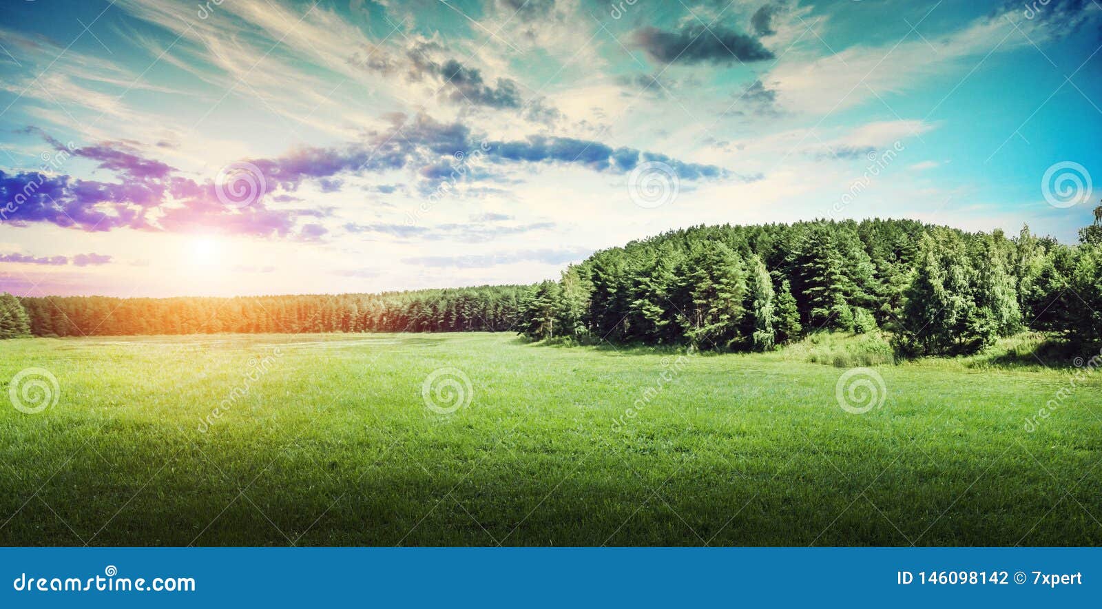 Forest Trees Landscape Panoramic Stock Photo - Image of panoramic ...