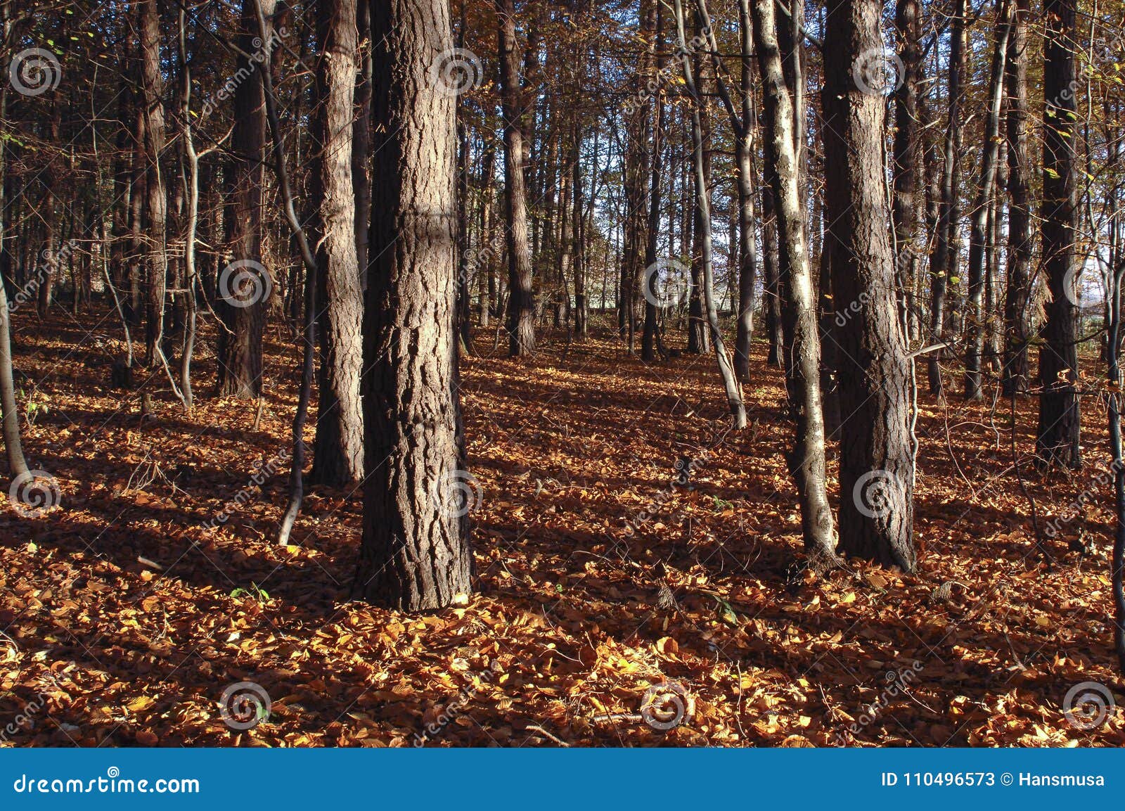 Forest Trees Late Fall Autumn, with Golden Dry Leaves Stock Image ...