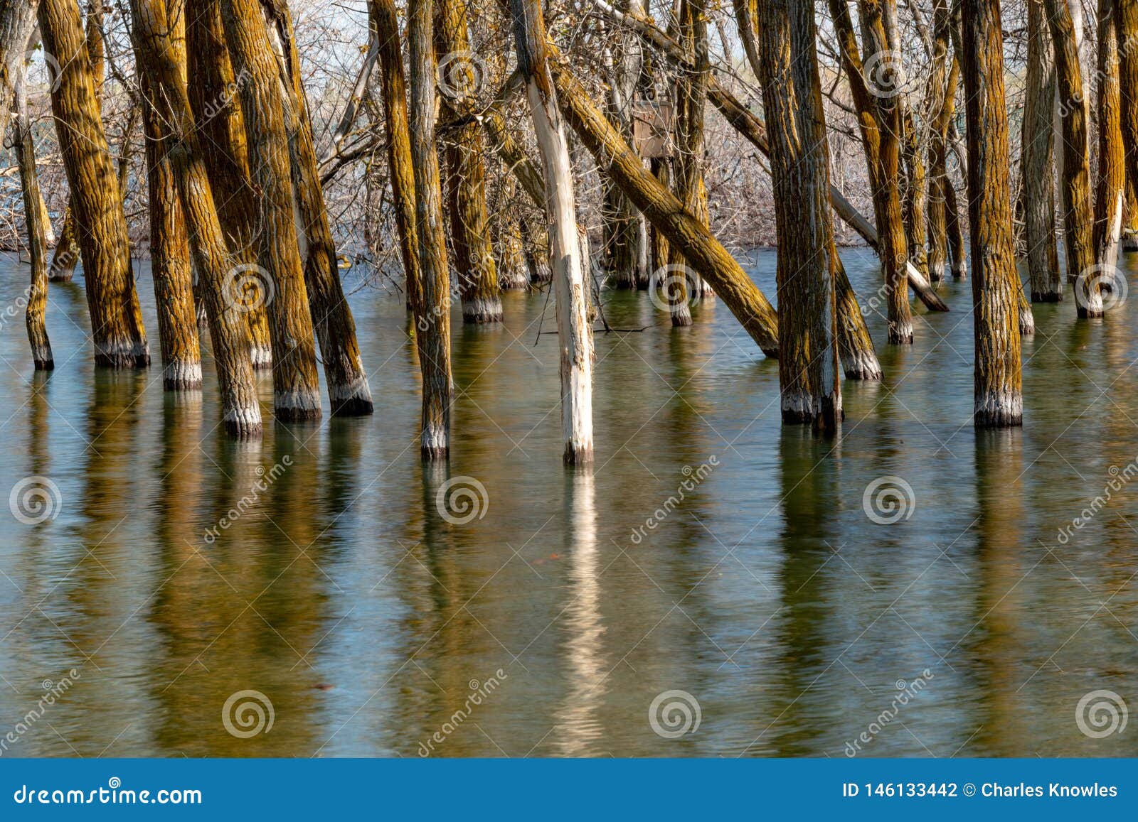 Forest of Trees Leaning in All Different Angles Flooded by High Water ...