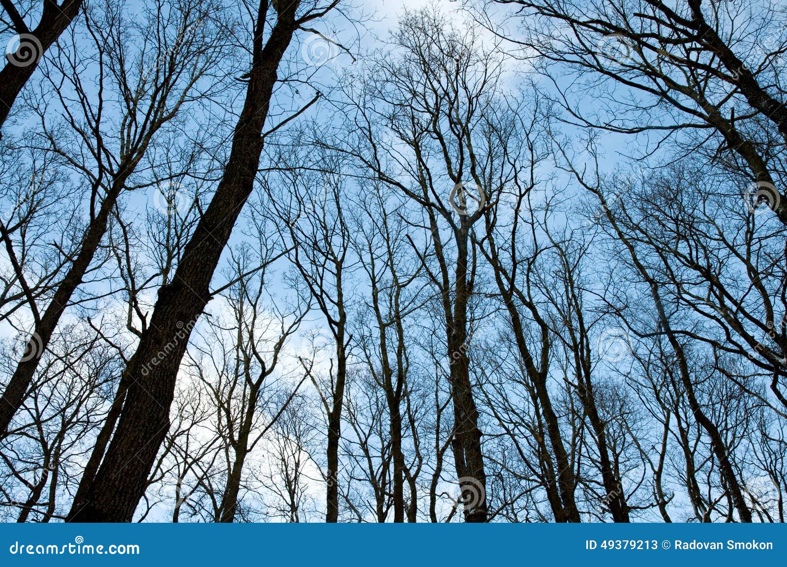Forest Trees without Leaves Stock Image - Image of leafless, birch ...