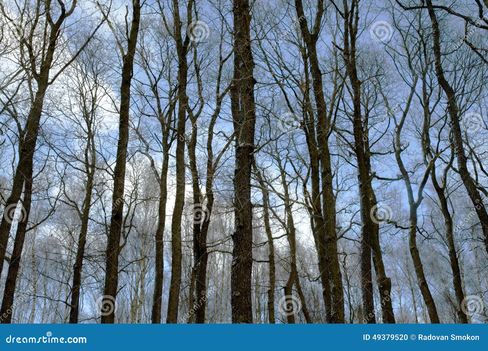 Forest Trees without Leaves Stock Photo - Image of deciduous, fallen ...