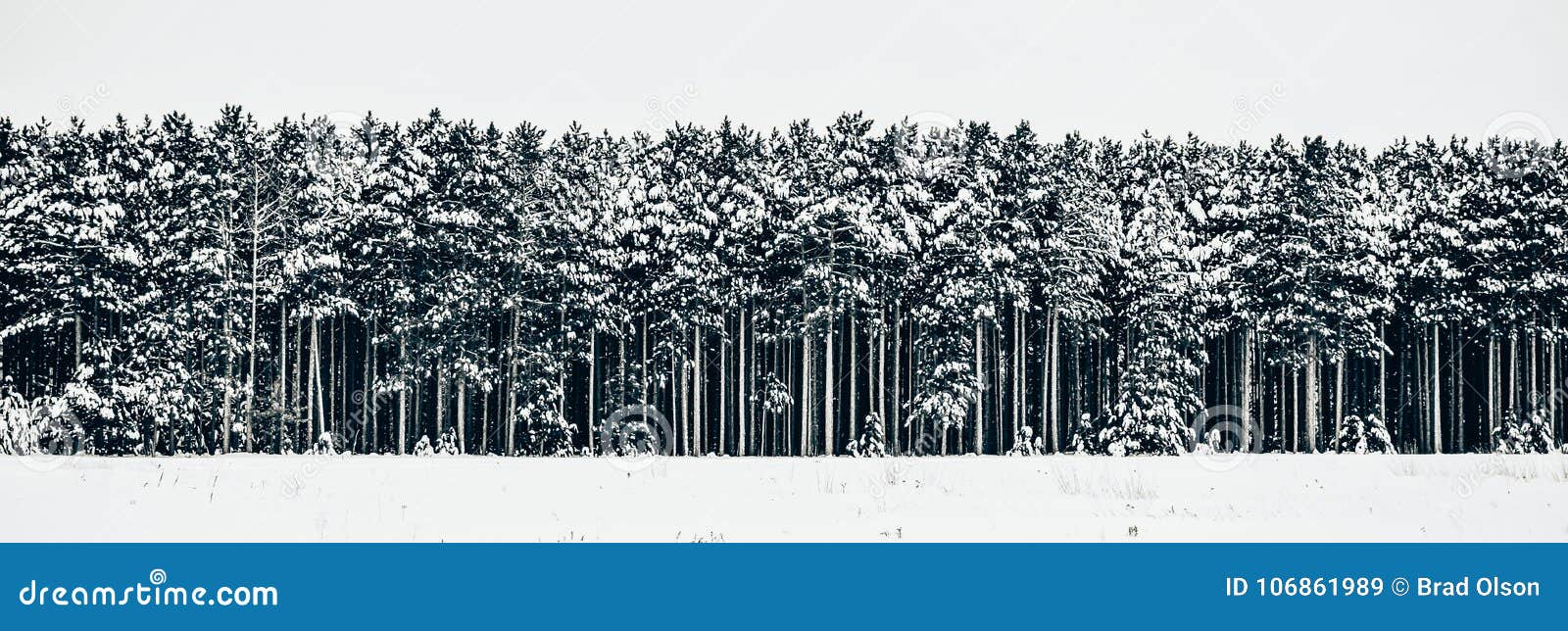 Trees in a Row Lined Up in Winter Snow Stock Image - Image of lined ...
