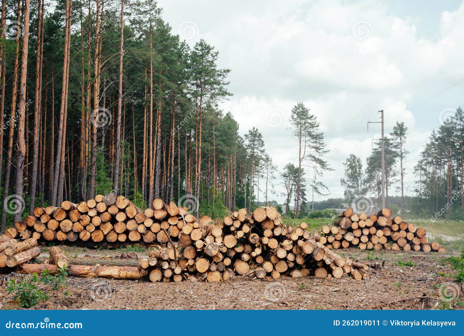 Forest Trees. Log Trunks Pile. Logging Timber Wood Industry Stock Image ...