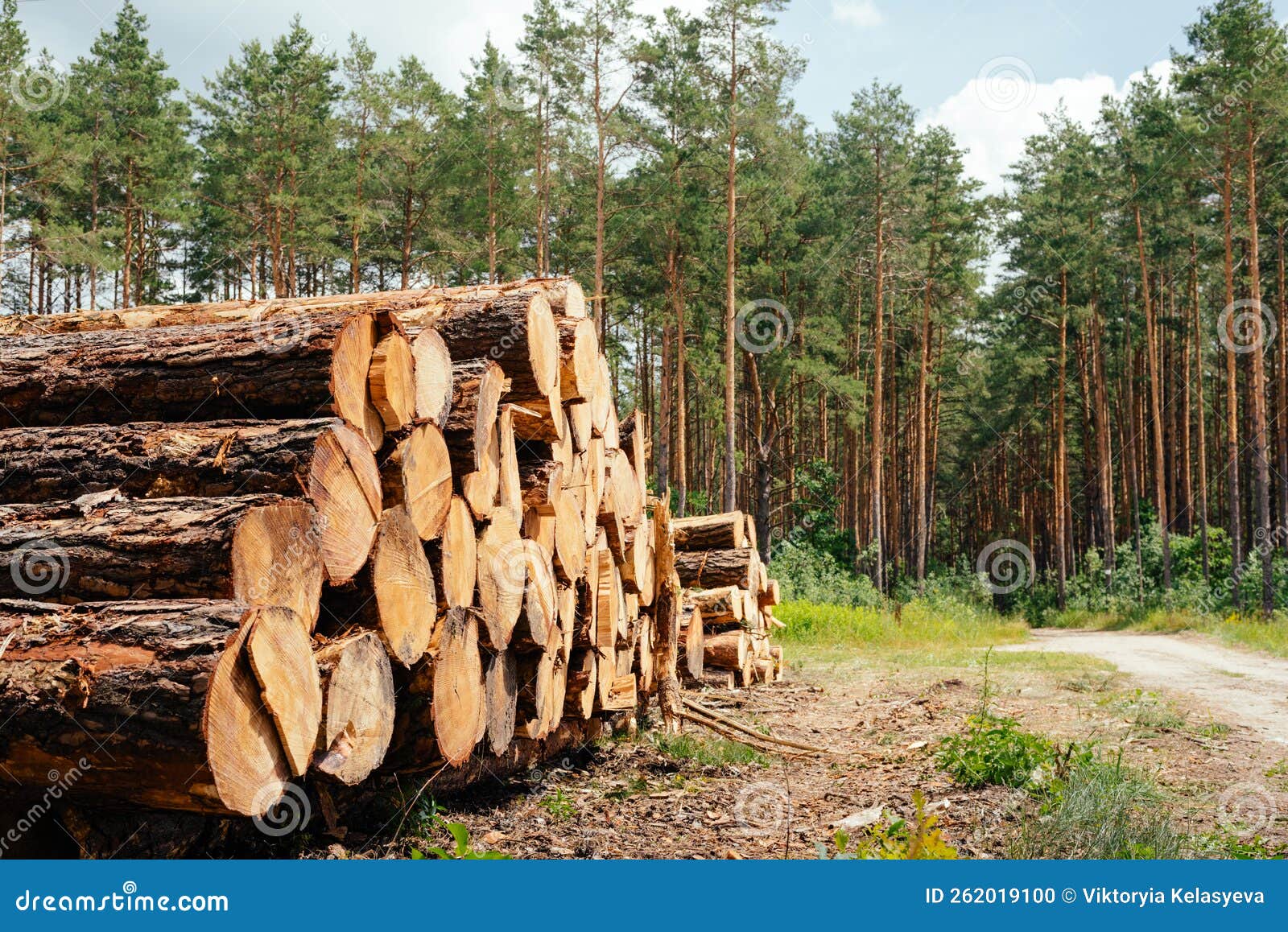 Forest Trees. Log Trunks Pile. Logging Timber Wood Industry Stock Photo ...