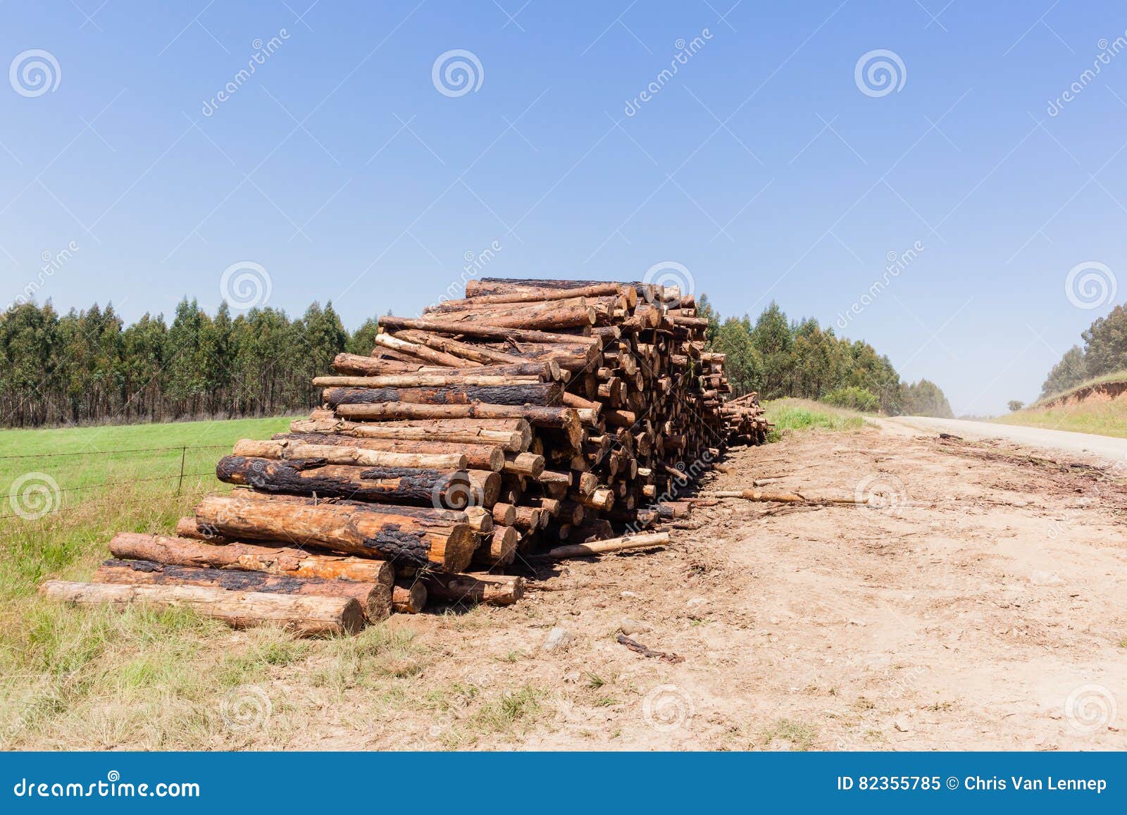 Forest Trees Logs Stack imagen de archivo. Imagen de suciedad - 82355785
