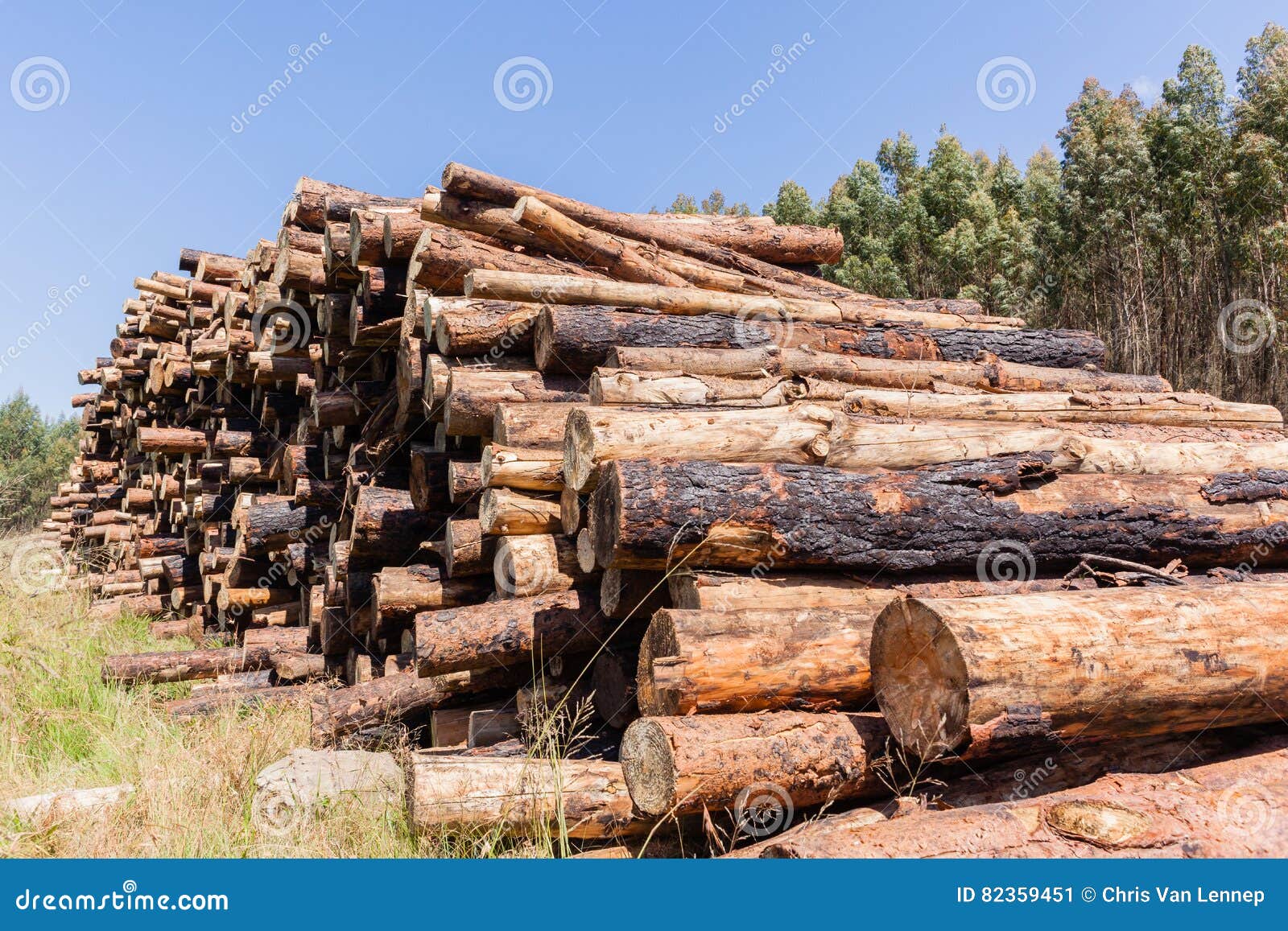 Forest Trees Logs Stack stock image. Image of road, paper - 82359451